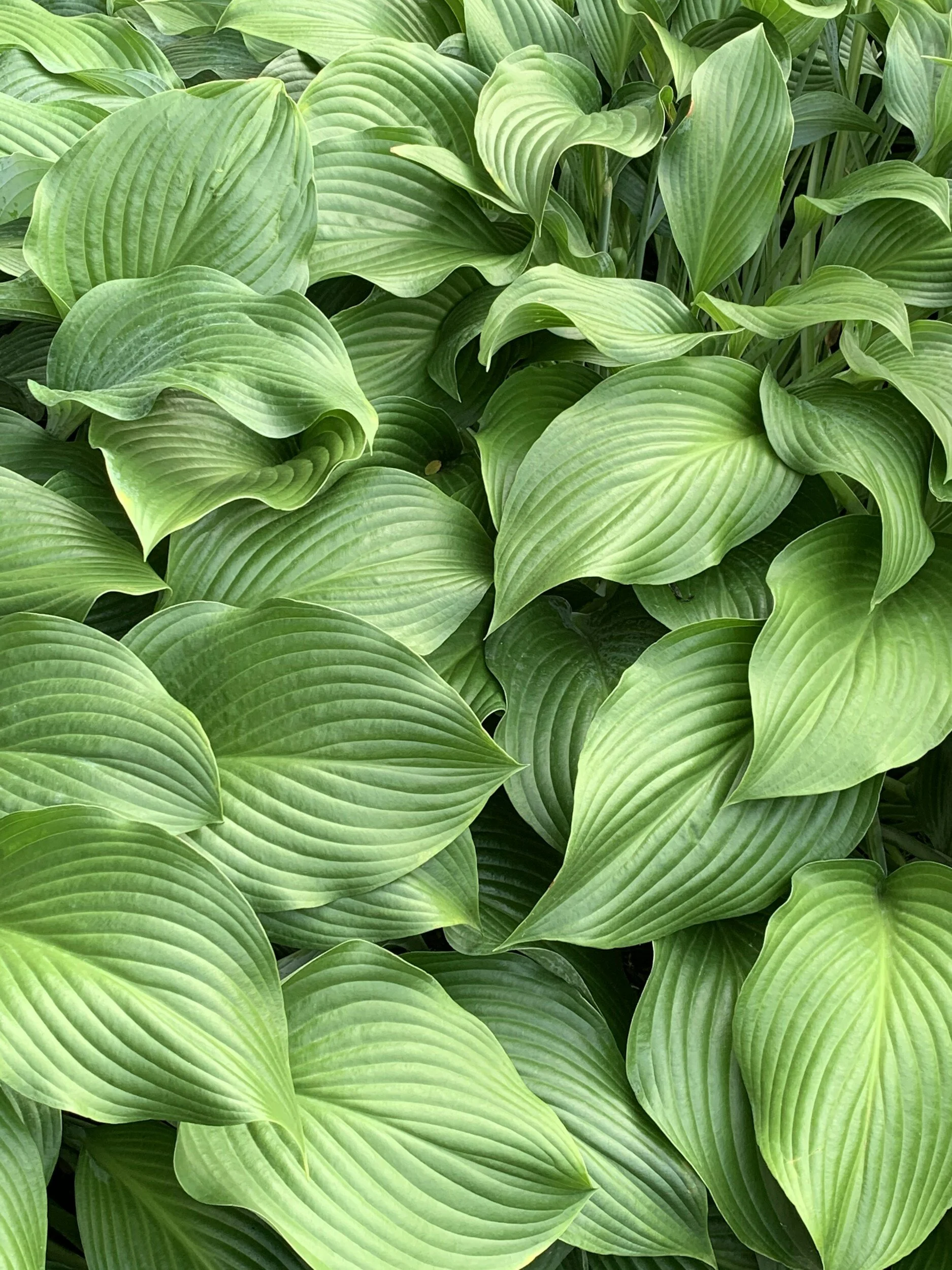 Hosta Care in Winter to Ensure Springtime Splendor — Meadowlark Journal