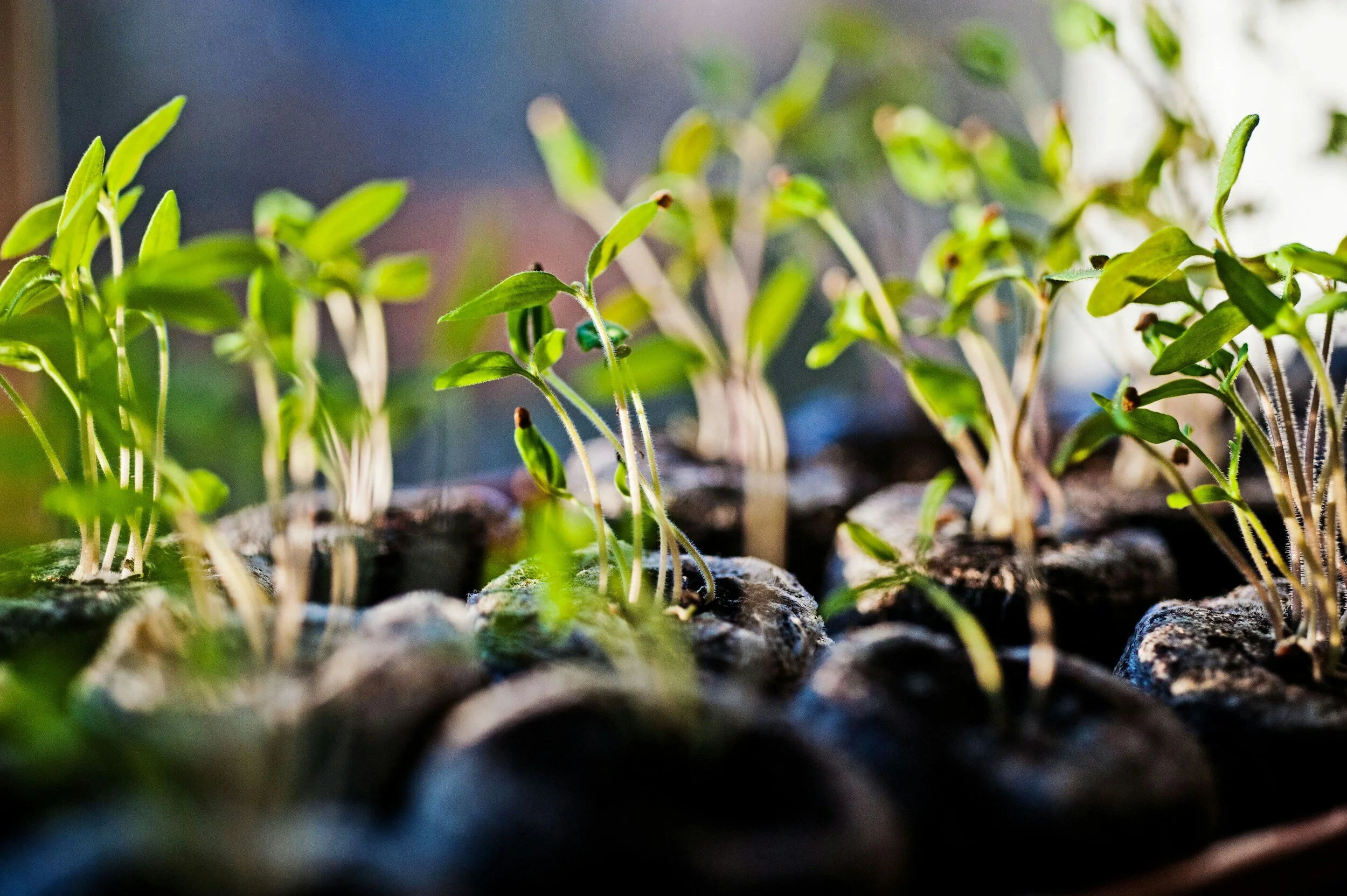 How Long Does it Take for Seeds to Germinate? — Meadowlark Journal