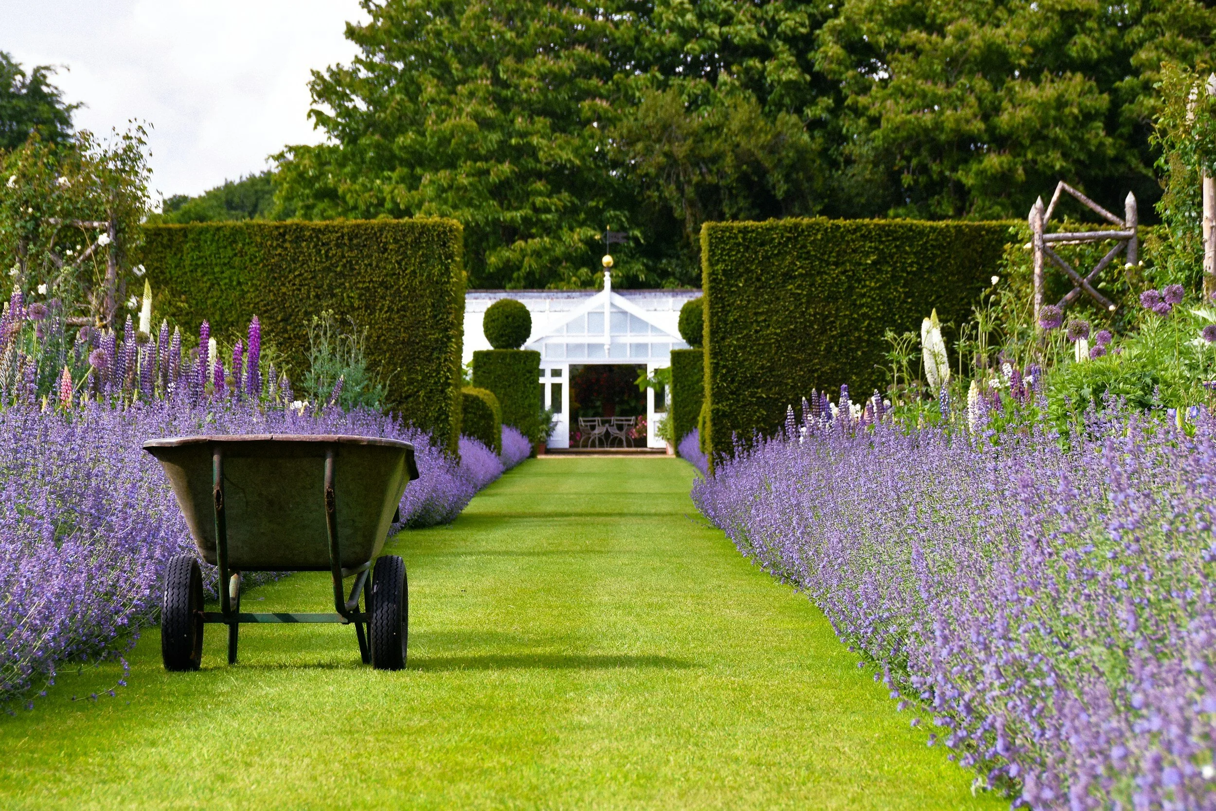 How to Create a Lavender Hedge — Meadowlark Journal