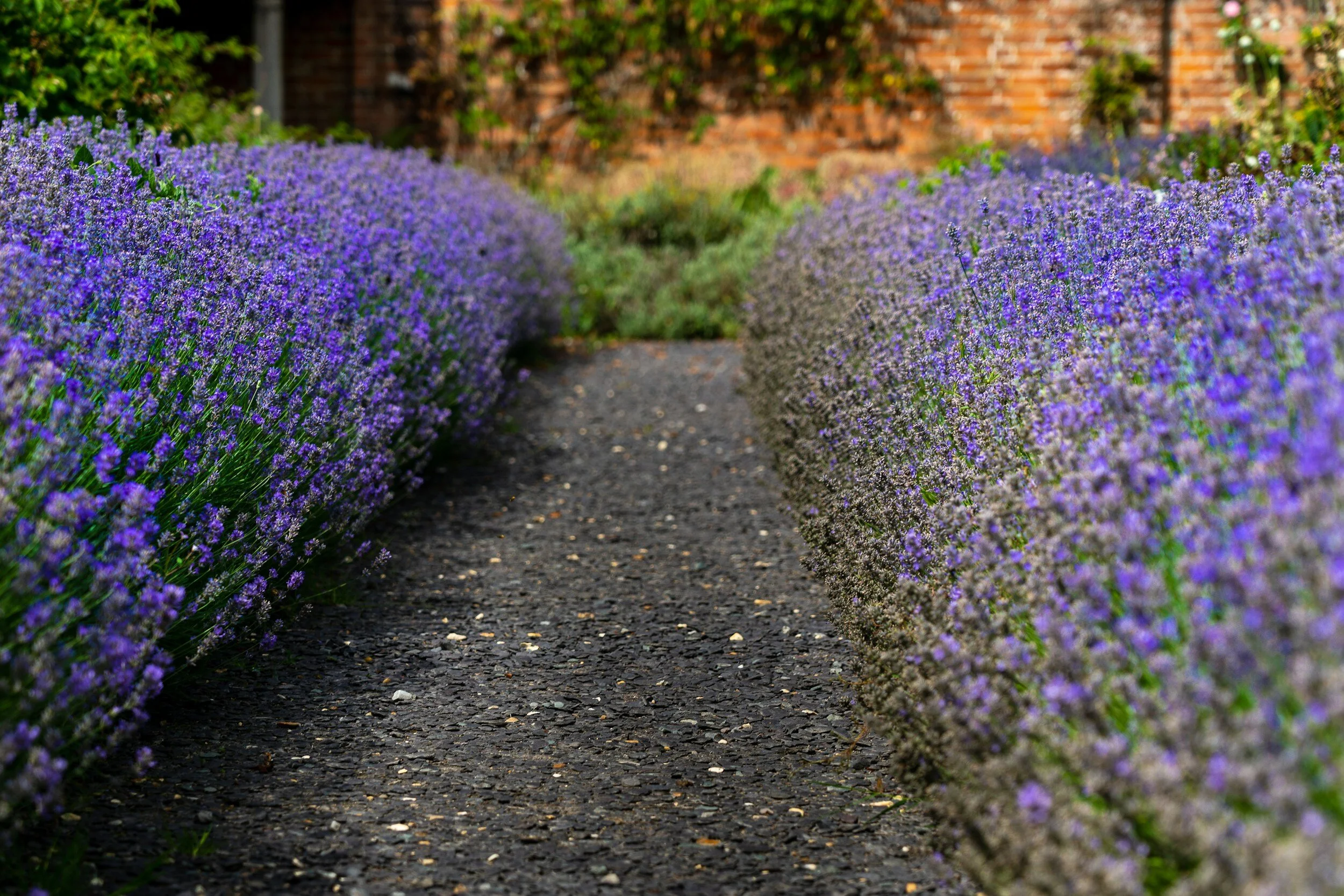 How to Create a Lavender Hedge — Meadowlark Journal