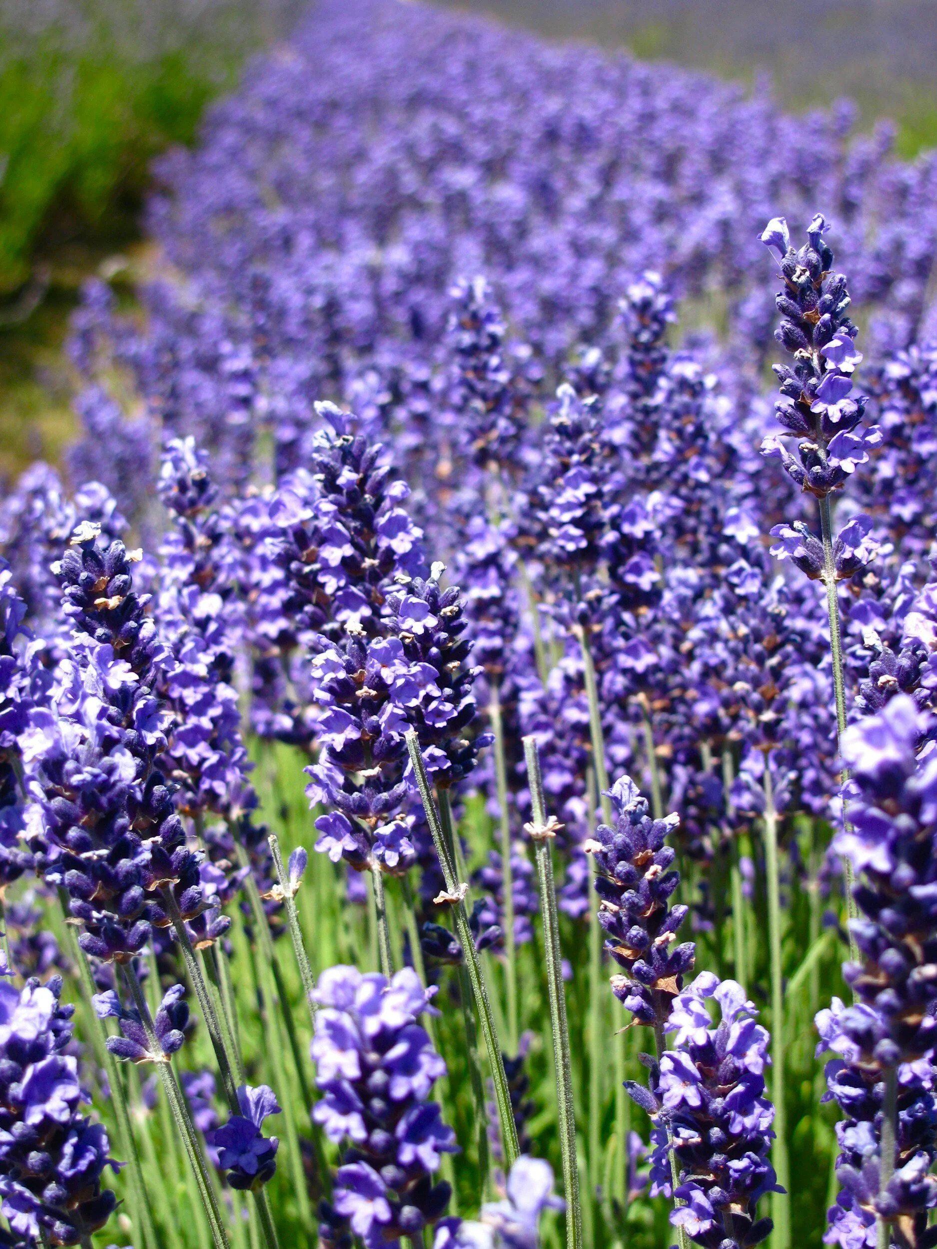 How to Create a Lavender Hedge — Meadowlark Journal