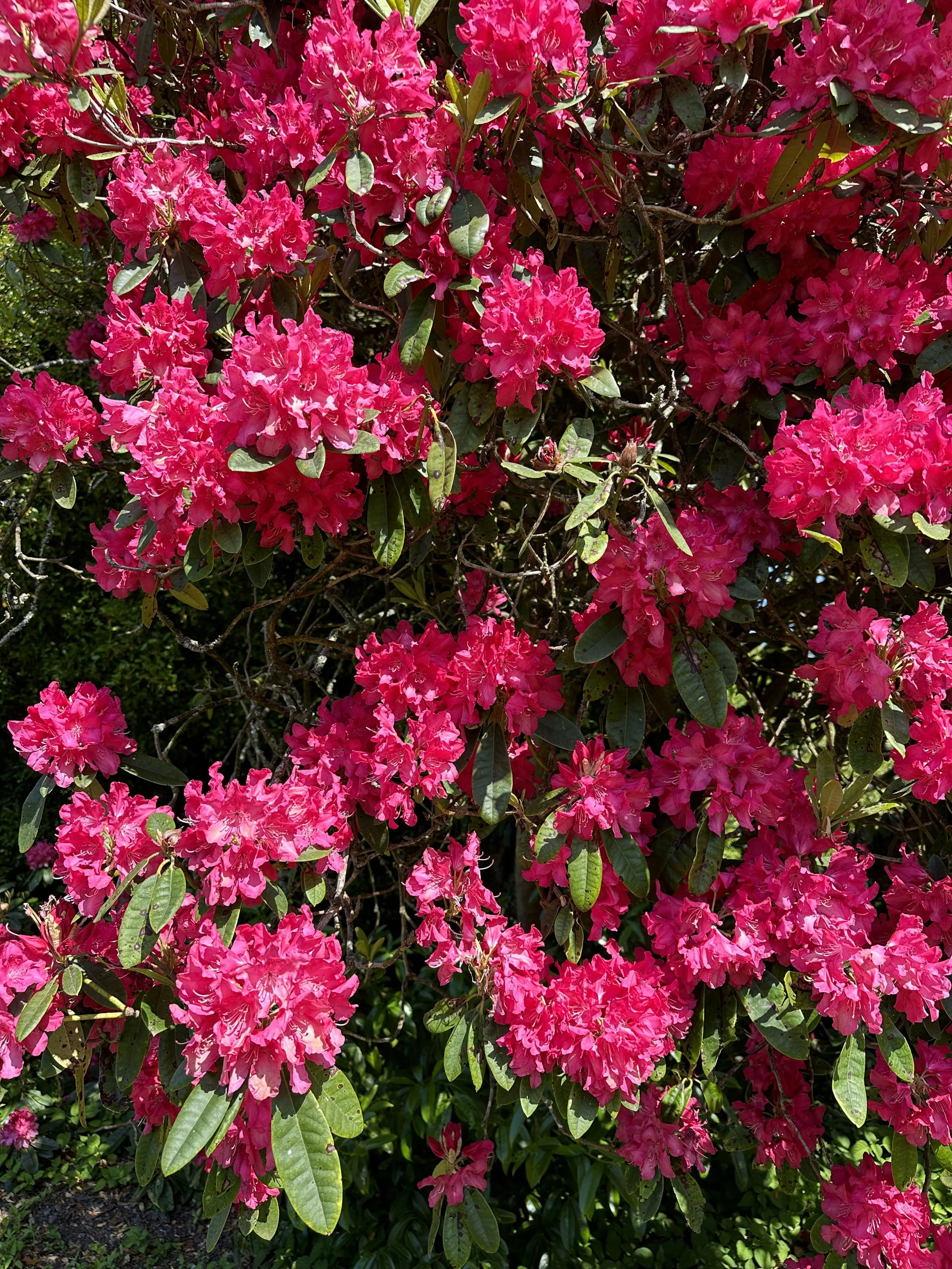 Rhododendron vs Azalea: How to Spot the Difference — Meadowlark Journal