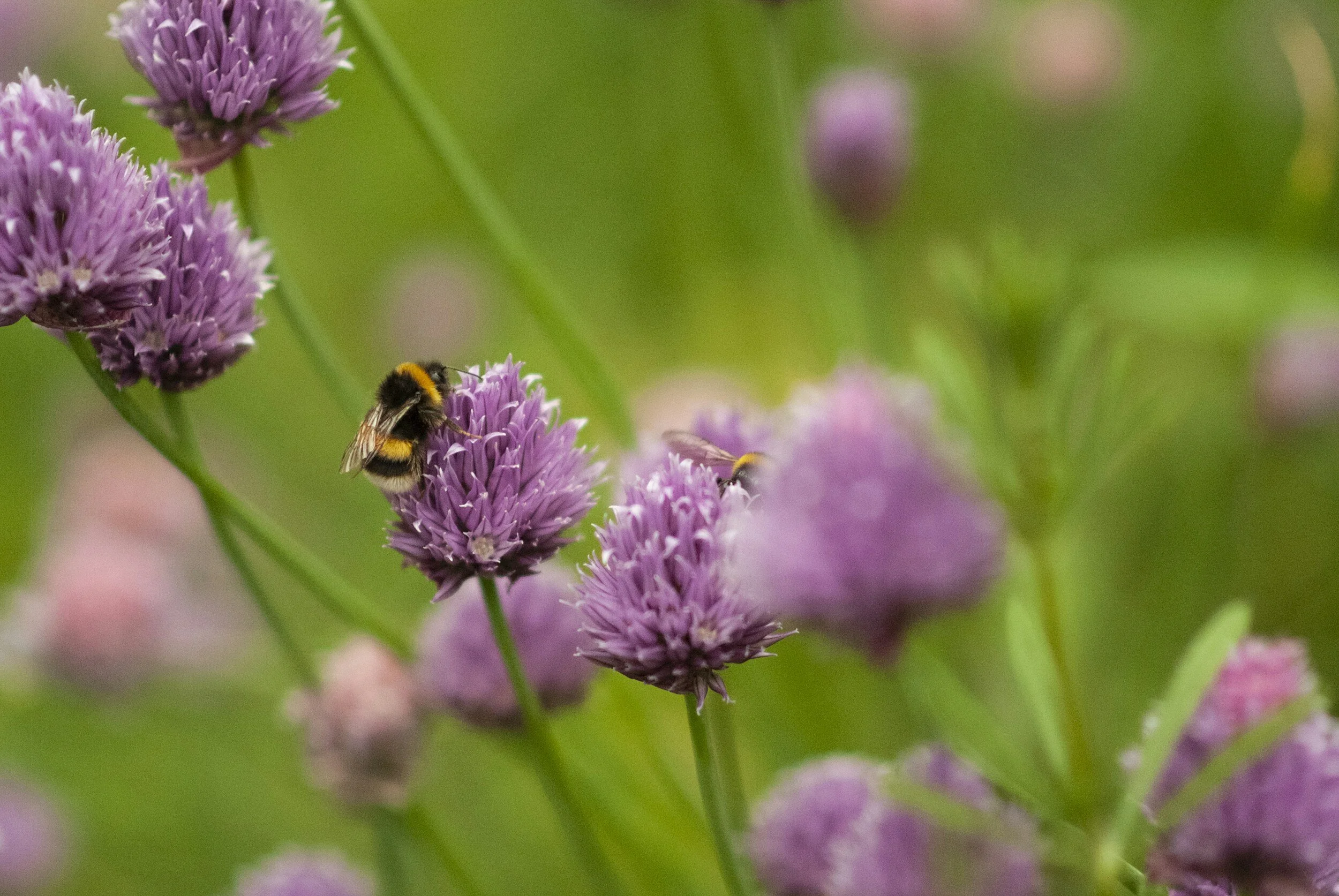 The Best Chive Companion Plants — Meadowlark Journal