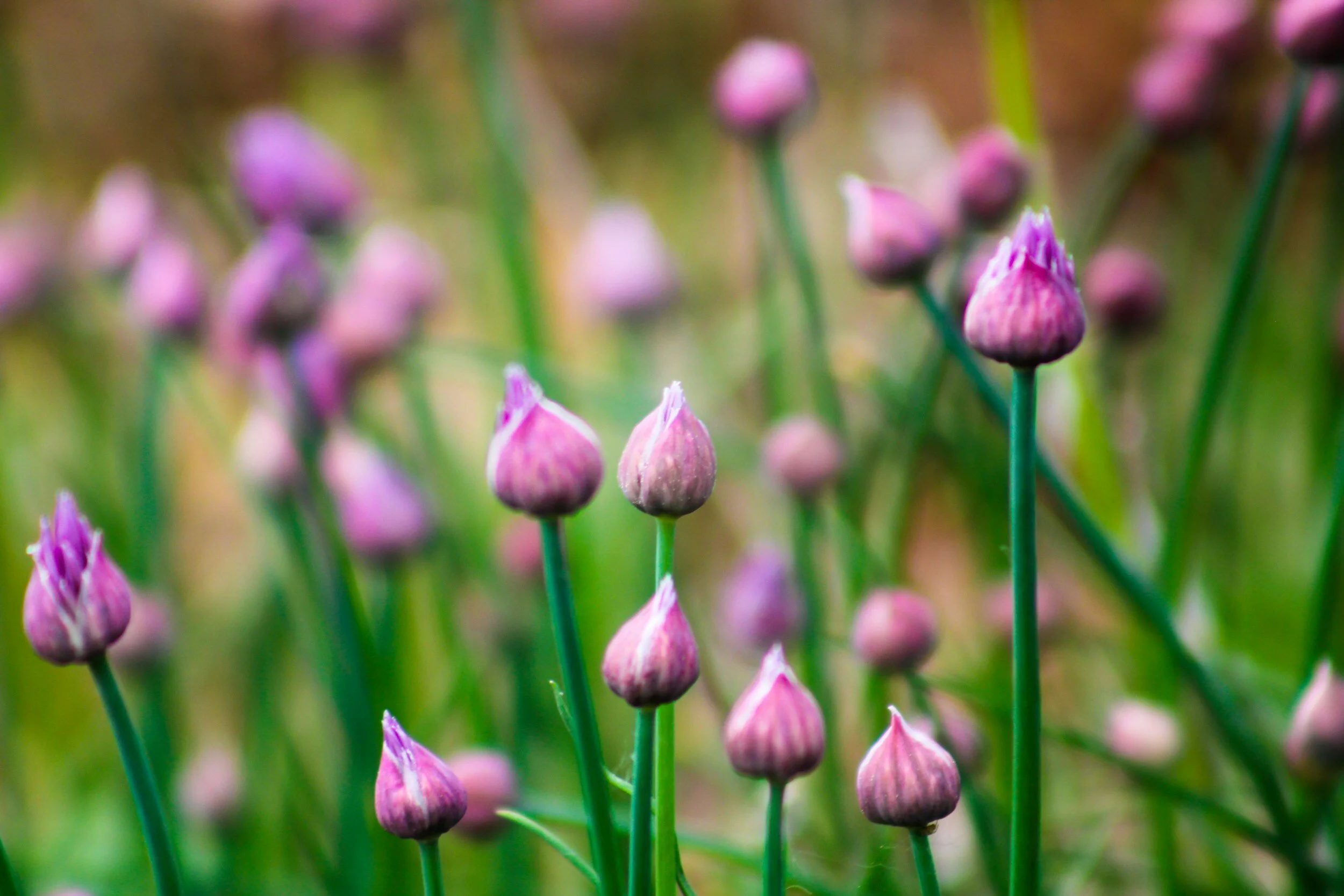 The Best Chive Companion Plants — Meadowlark Journal