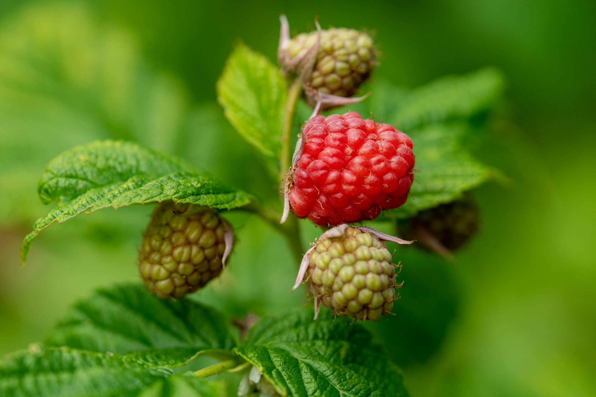 Companion Plants for Raspberries (And Which Ones to Avoid) — Meadowlark ...