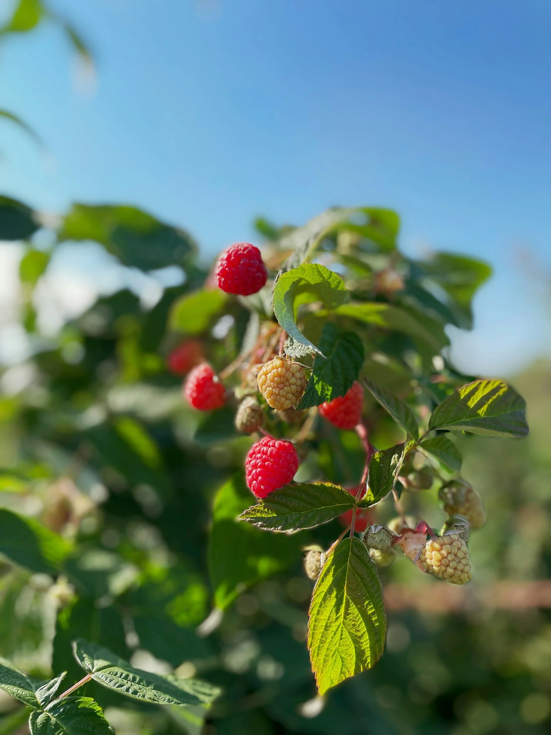 Companion Plants for Raspberries (And Which Ones to Avoid) — Meadowlark ...