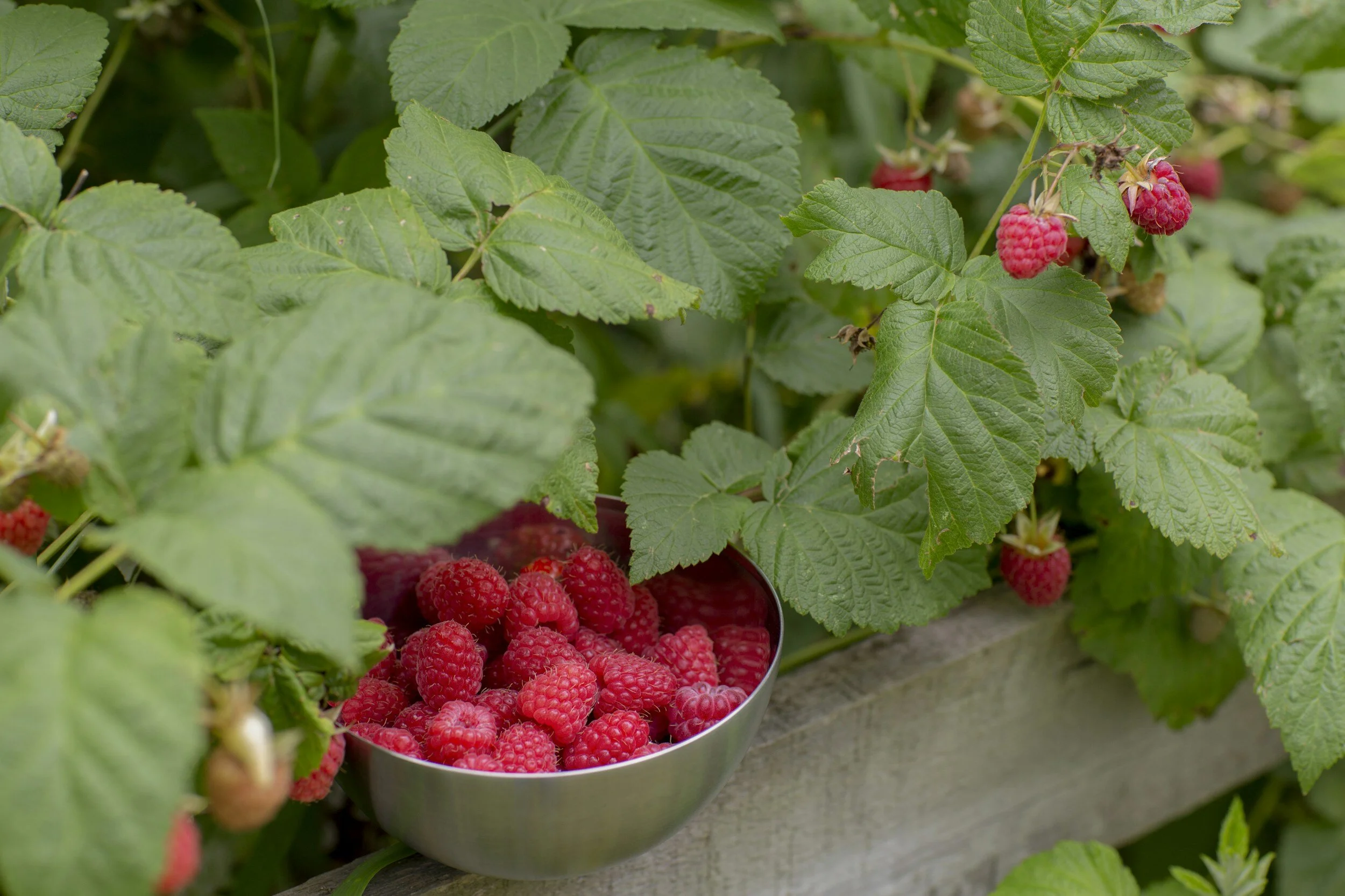 Companion Plants for Raspberries (And Which Ones to Avoid) — Meadowlark ...