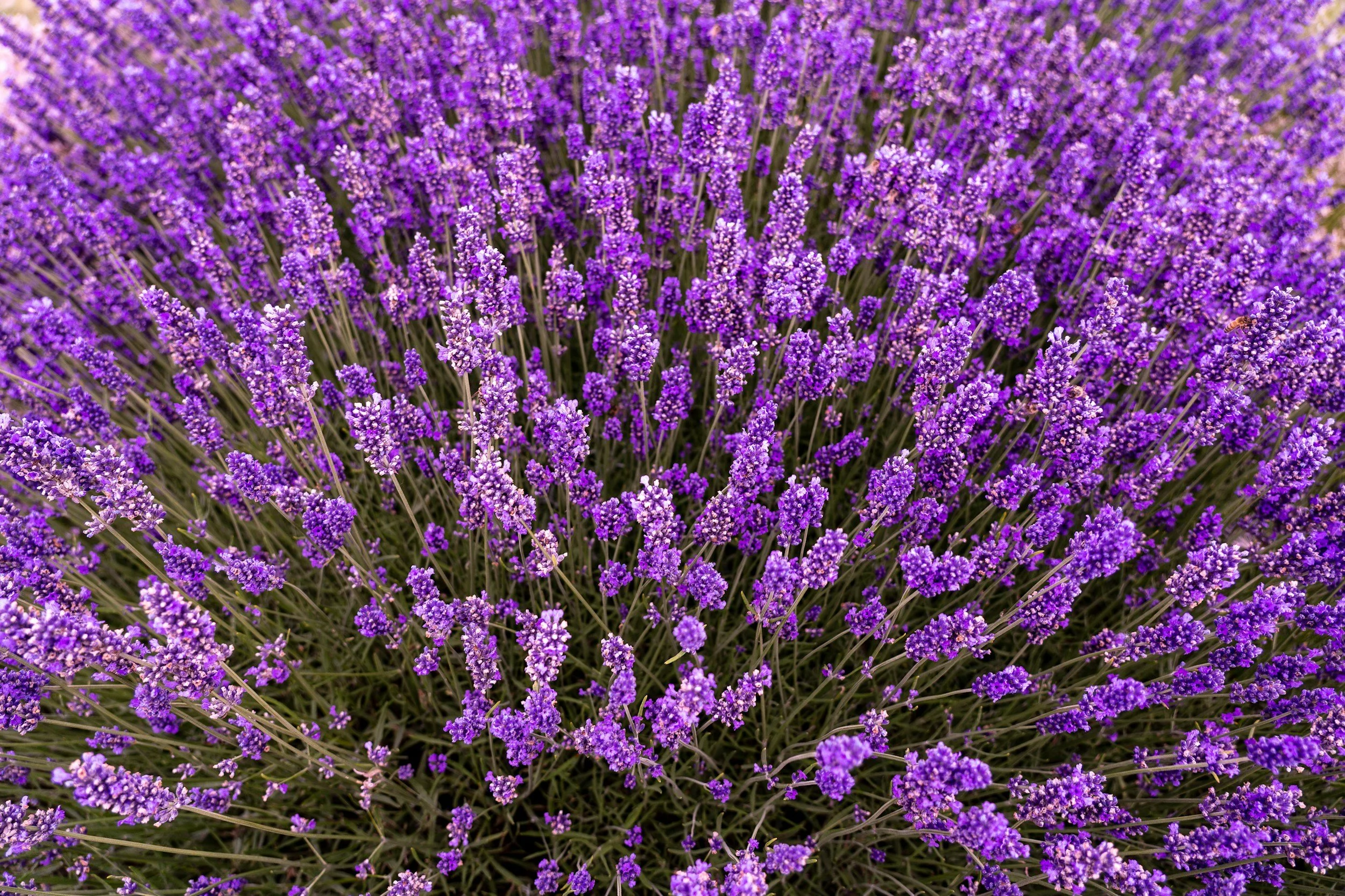 Growing Lavender from Seed: The Easiest Ways — Meadowlark Journal