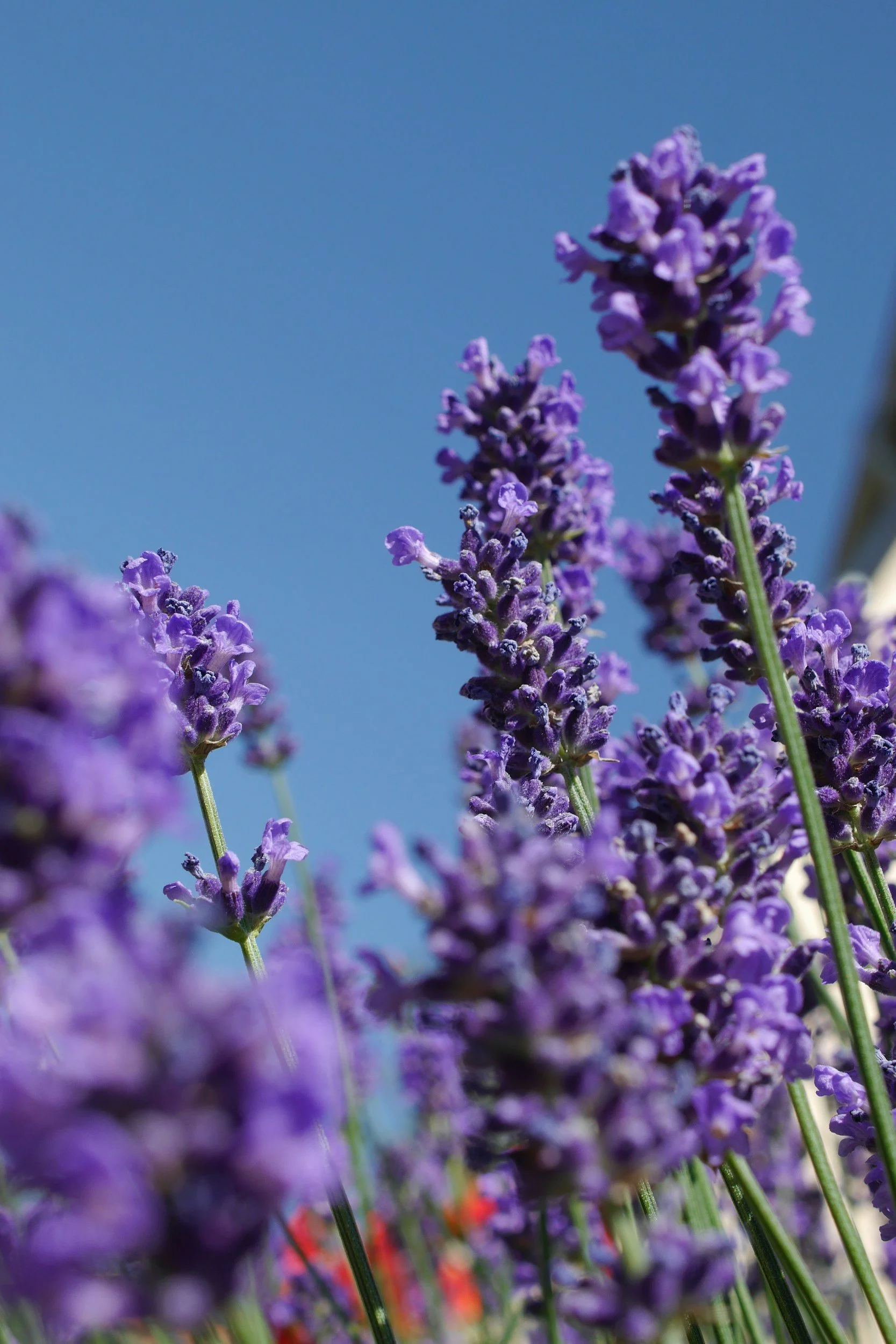 Growing Lavender from Seed: The Easiest Ways — Meadowlark Journal