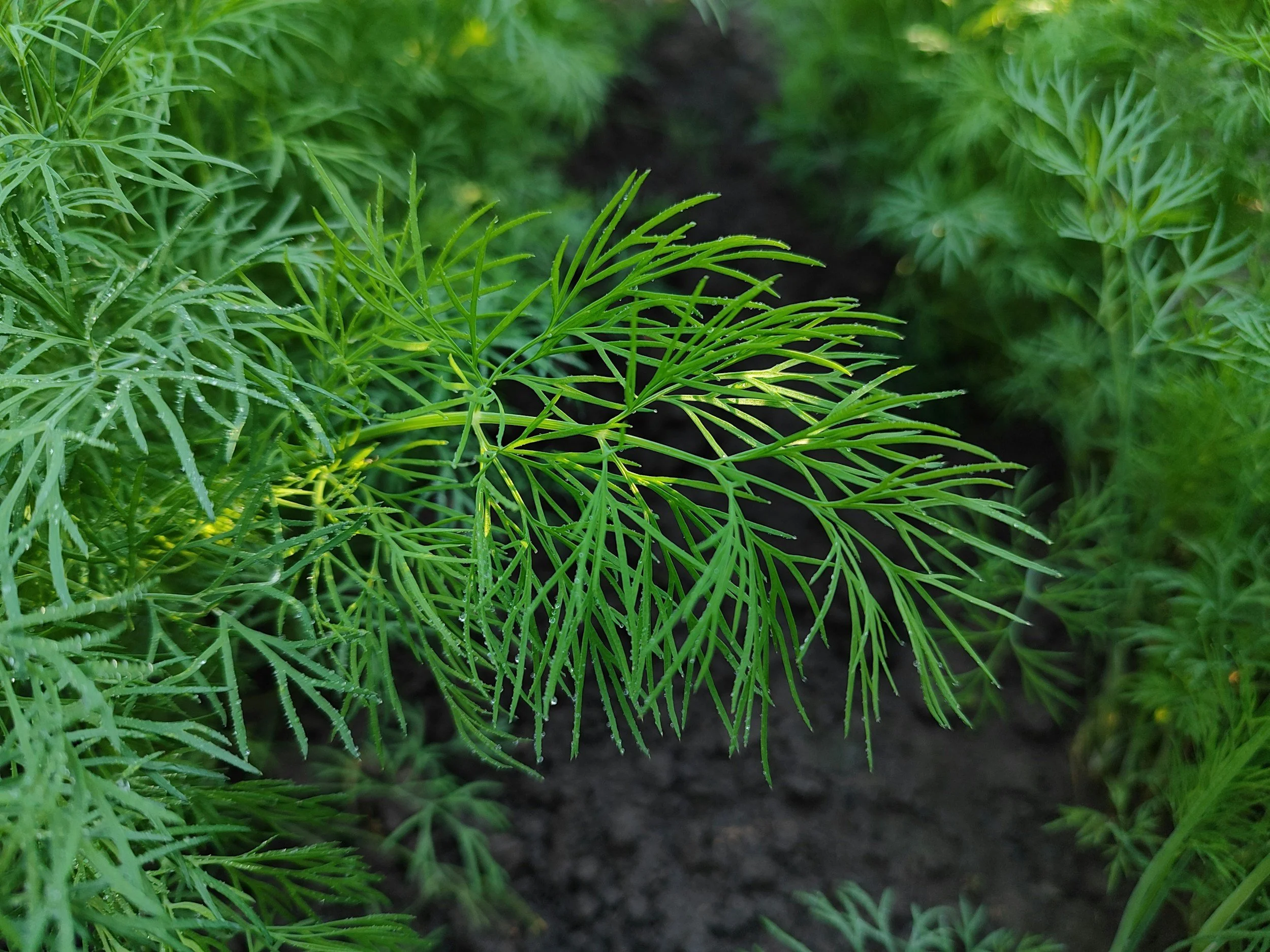 The Best Companion Plants for Dill — Meadowlark Journal