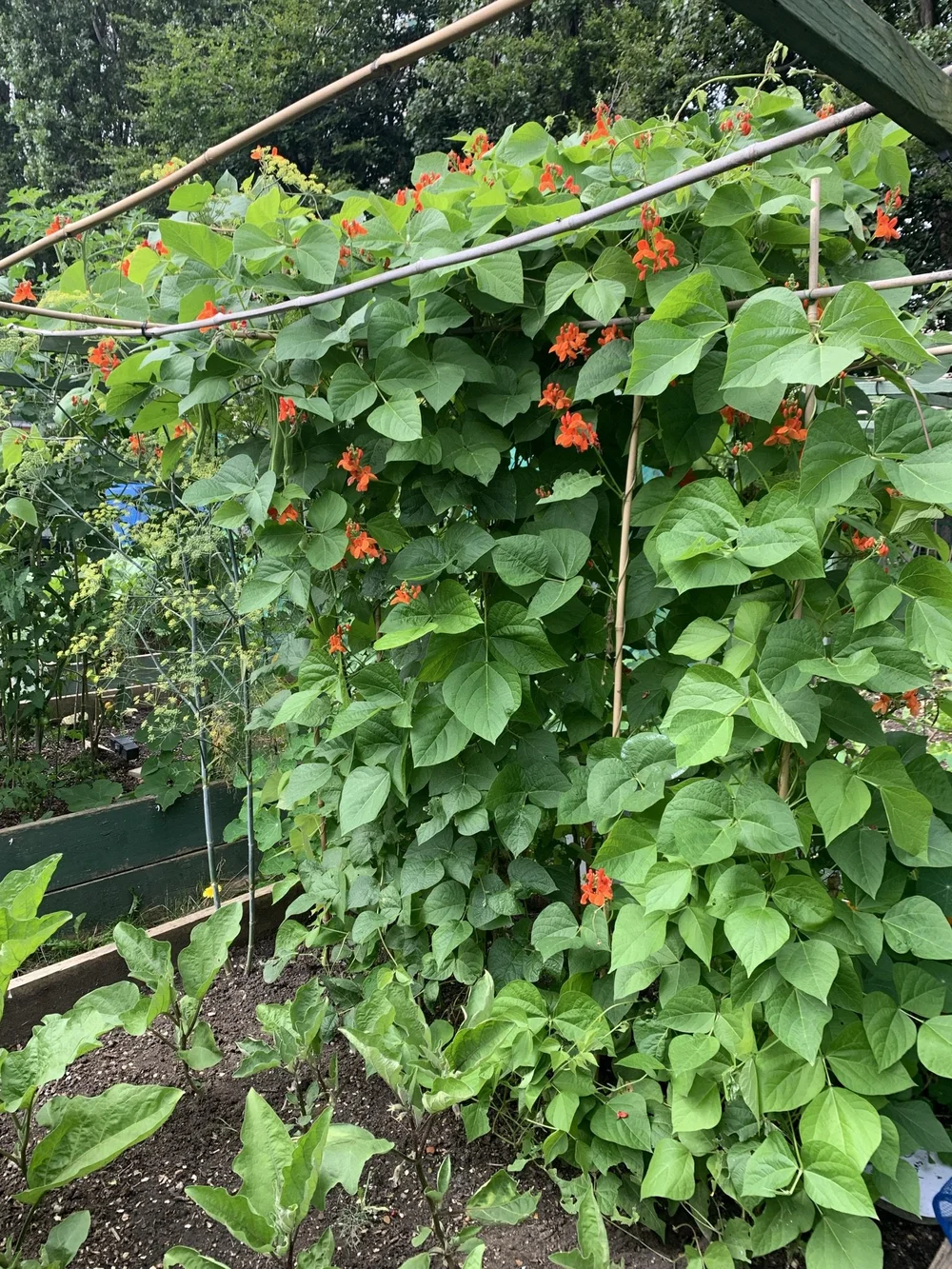 The Best Compost for Vegetable Gardens — Meadowlark Journal