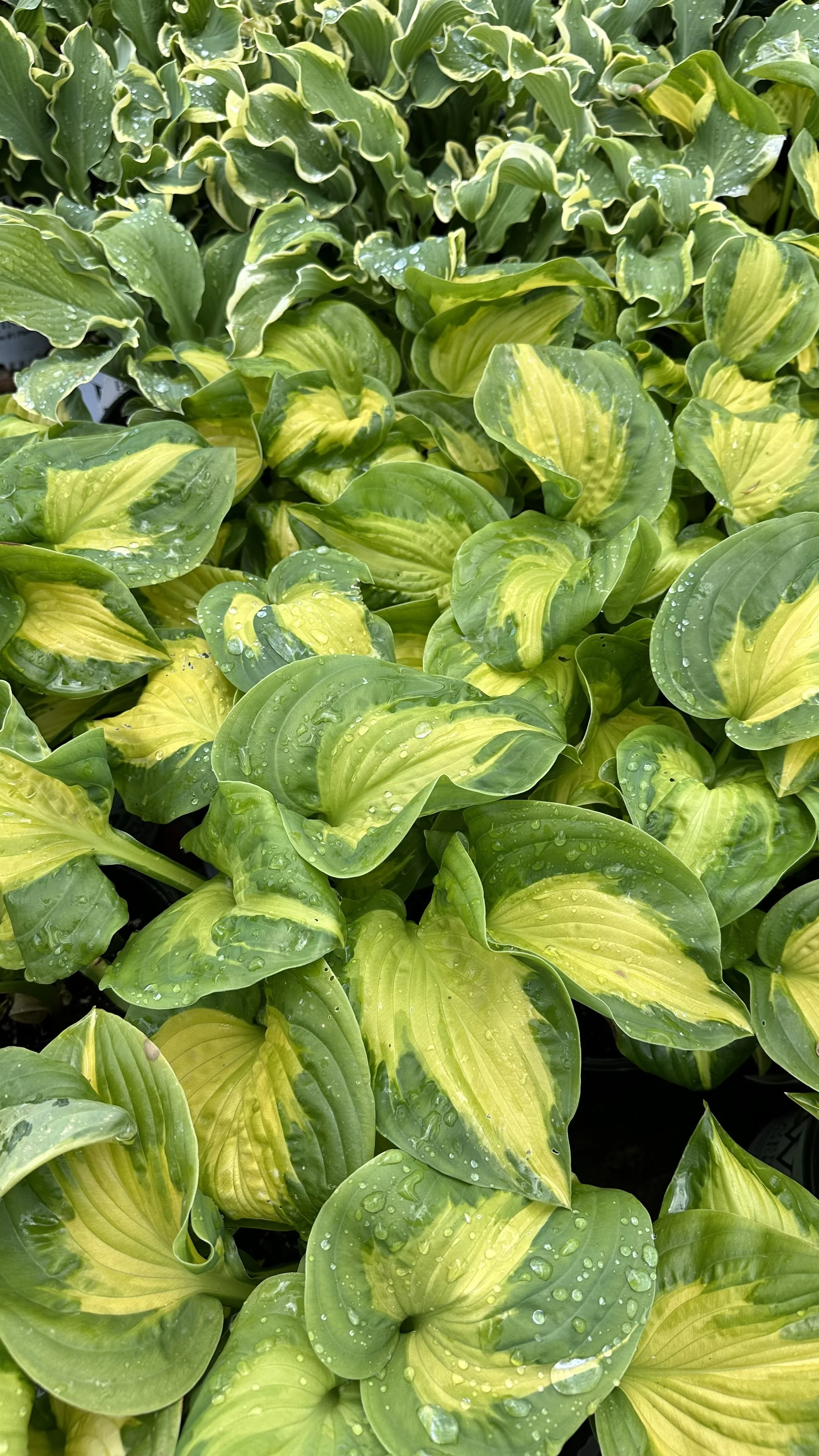 How to Grow Hostas from Seed — Meadowlark Journal