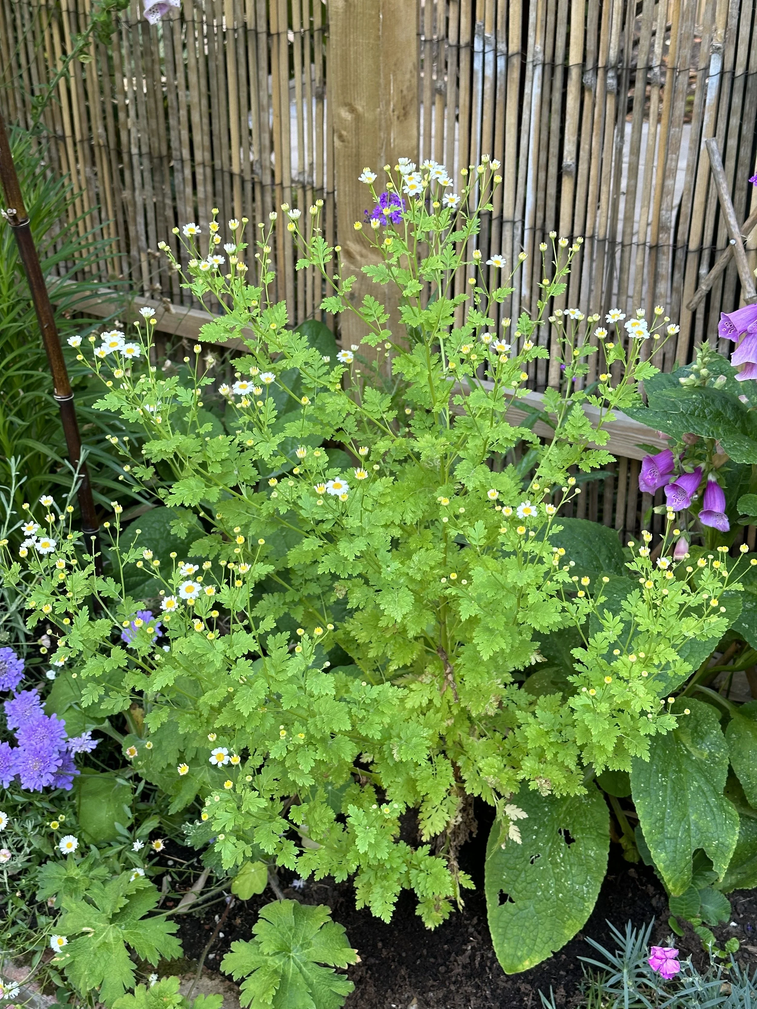 Where to Plant Feverfew — Meadowlark Journal