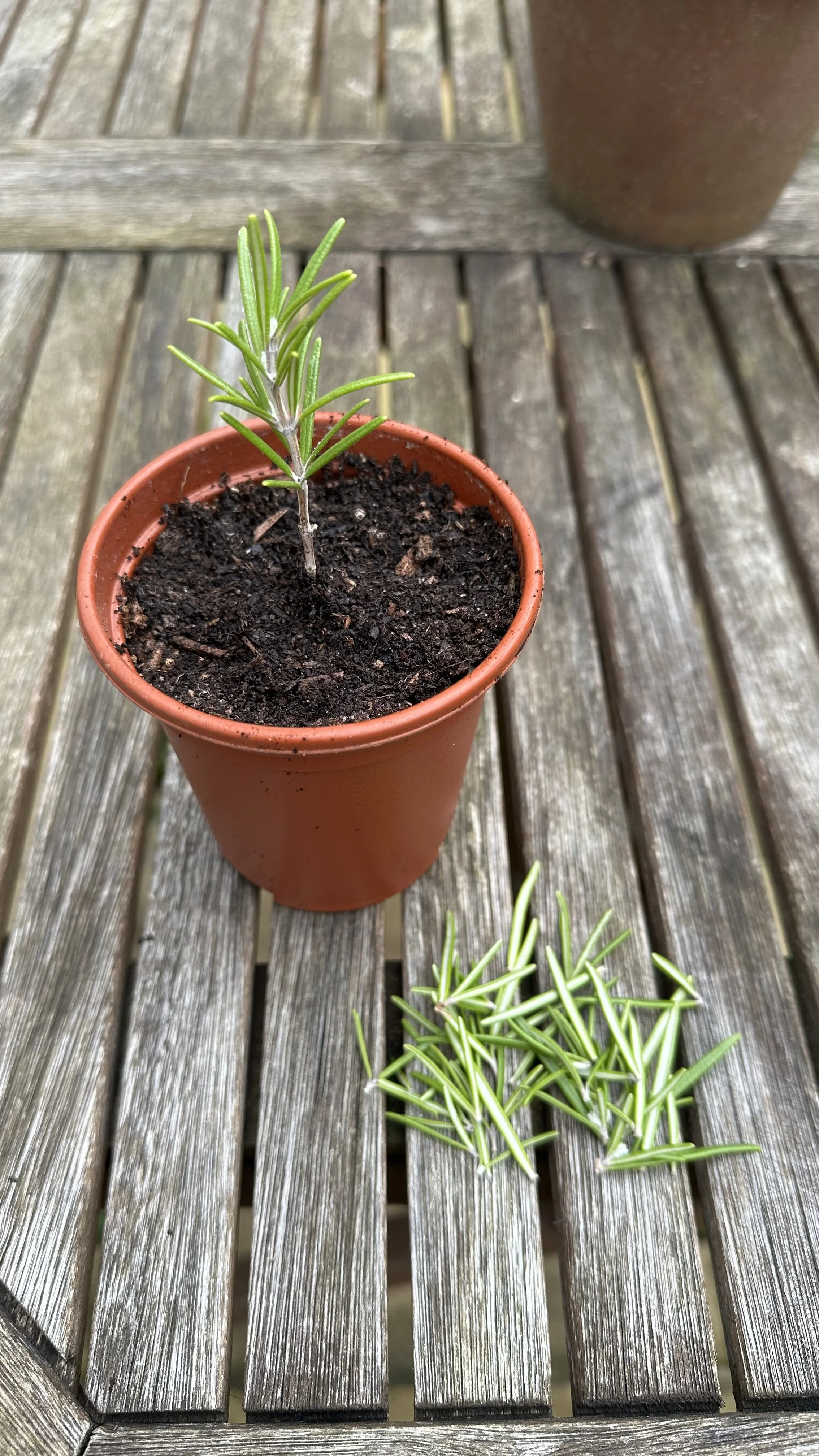 How to Propagate Rosemary: A Step-by-Step Guide — Meadowlark Journal