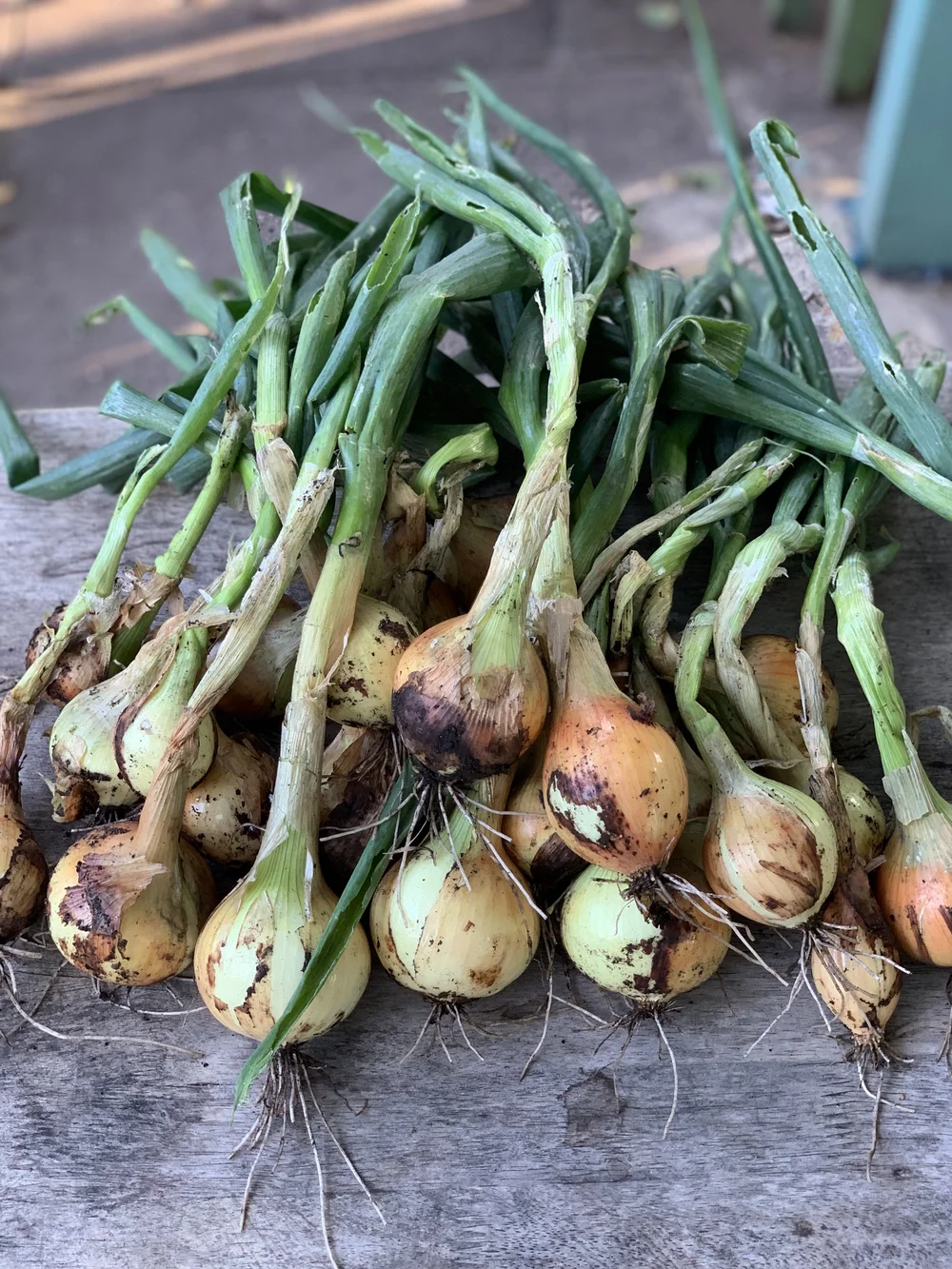 Onion Companion Plants: Creating a Natural Ecosystem — Meadowlark Journal