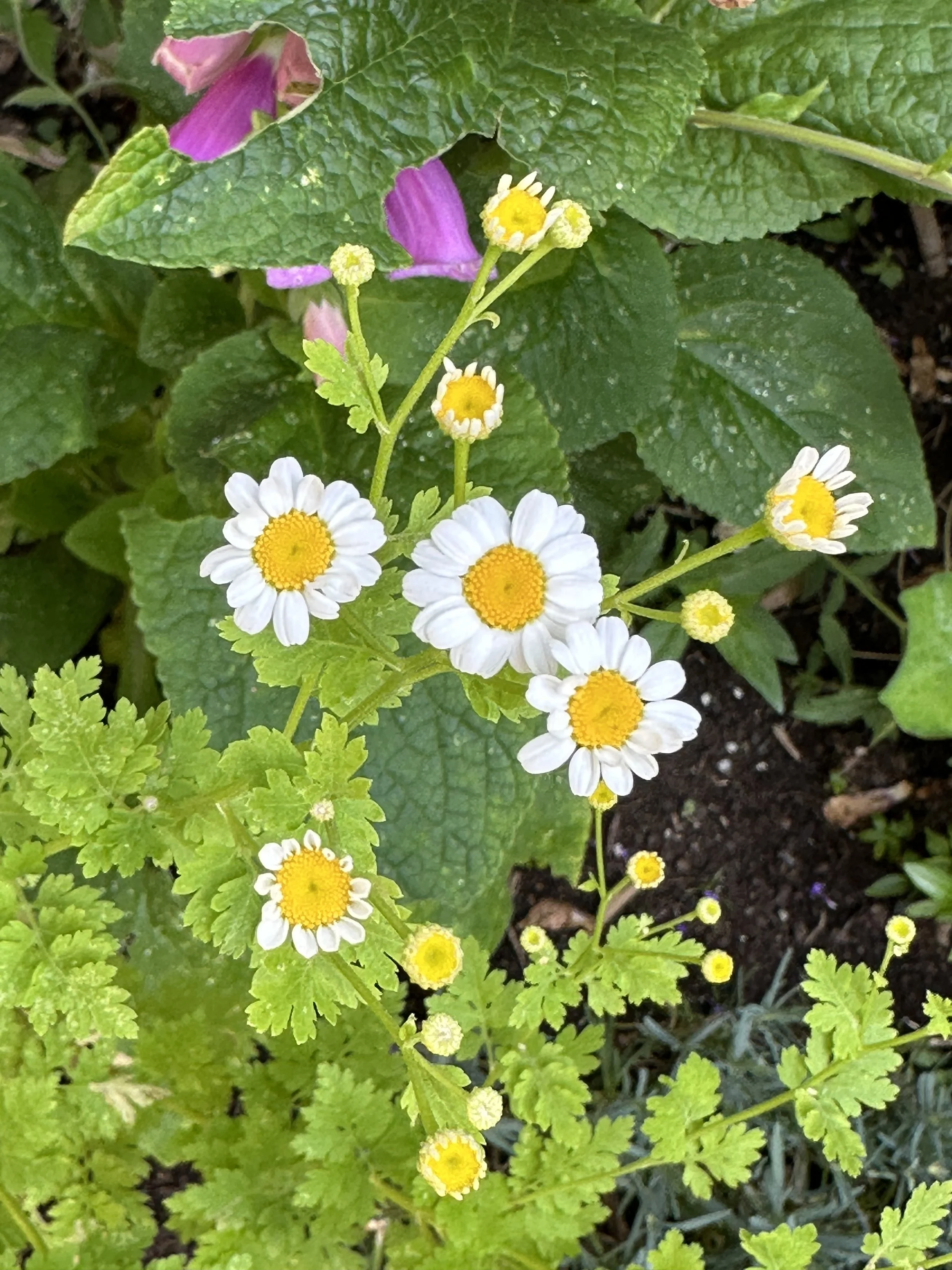 Where to Plant Feverfew — Meadowlark Journal