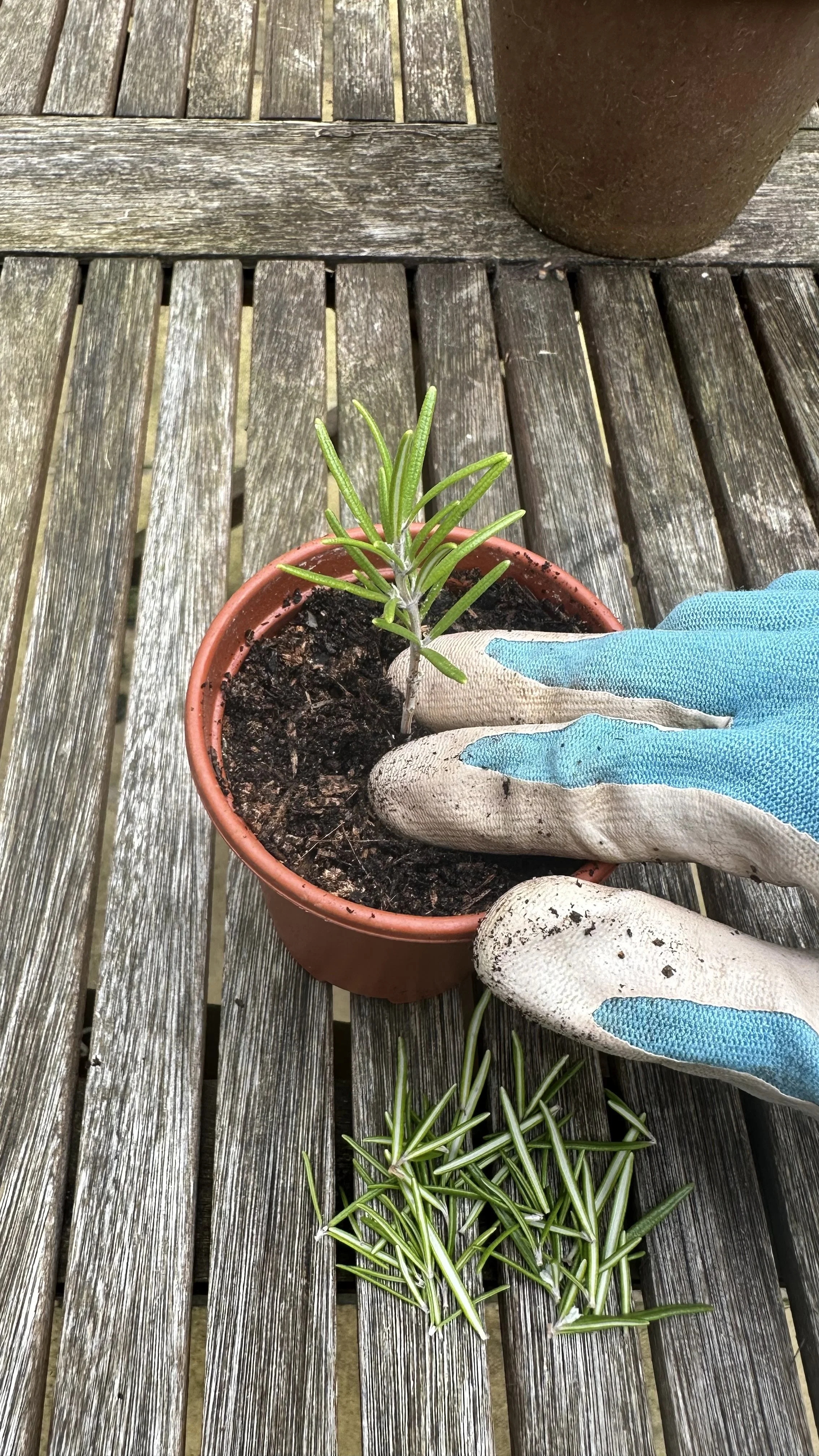 How to Propagate Rosemary: A Step-by-Step Guide — Meadowlark Journal