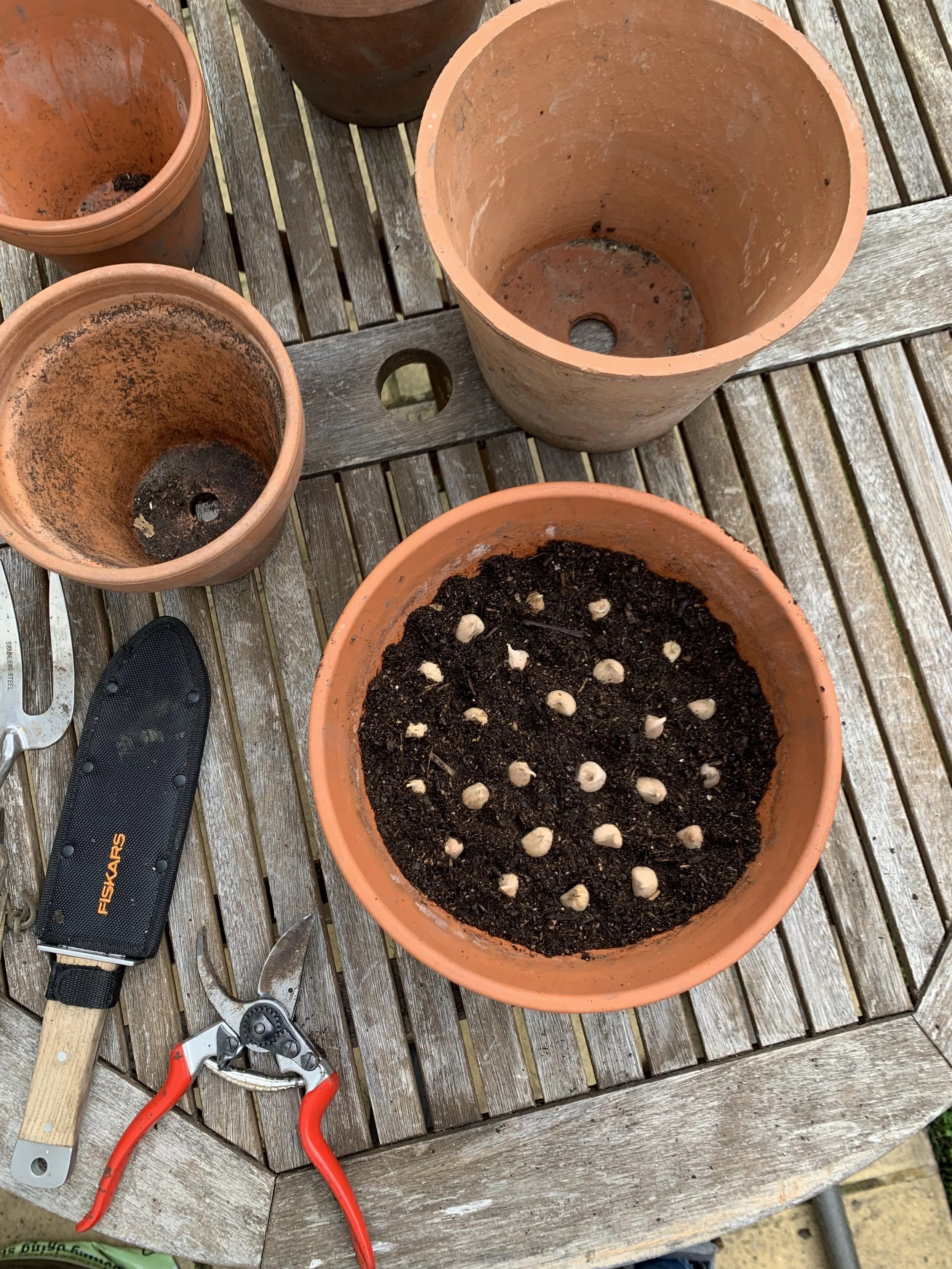 Easy Steps to Growing Bulbs in Pots — Meadowlark Journal
