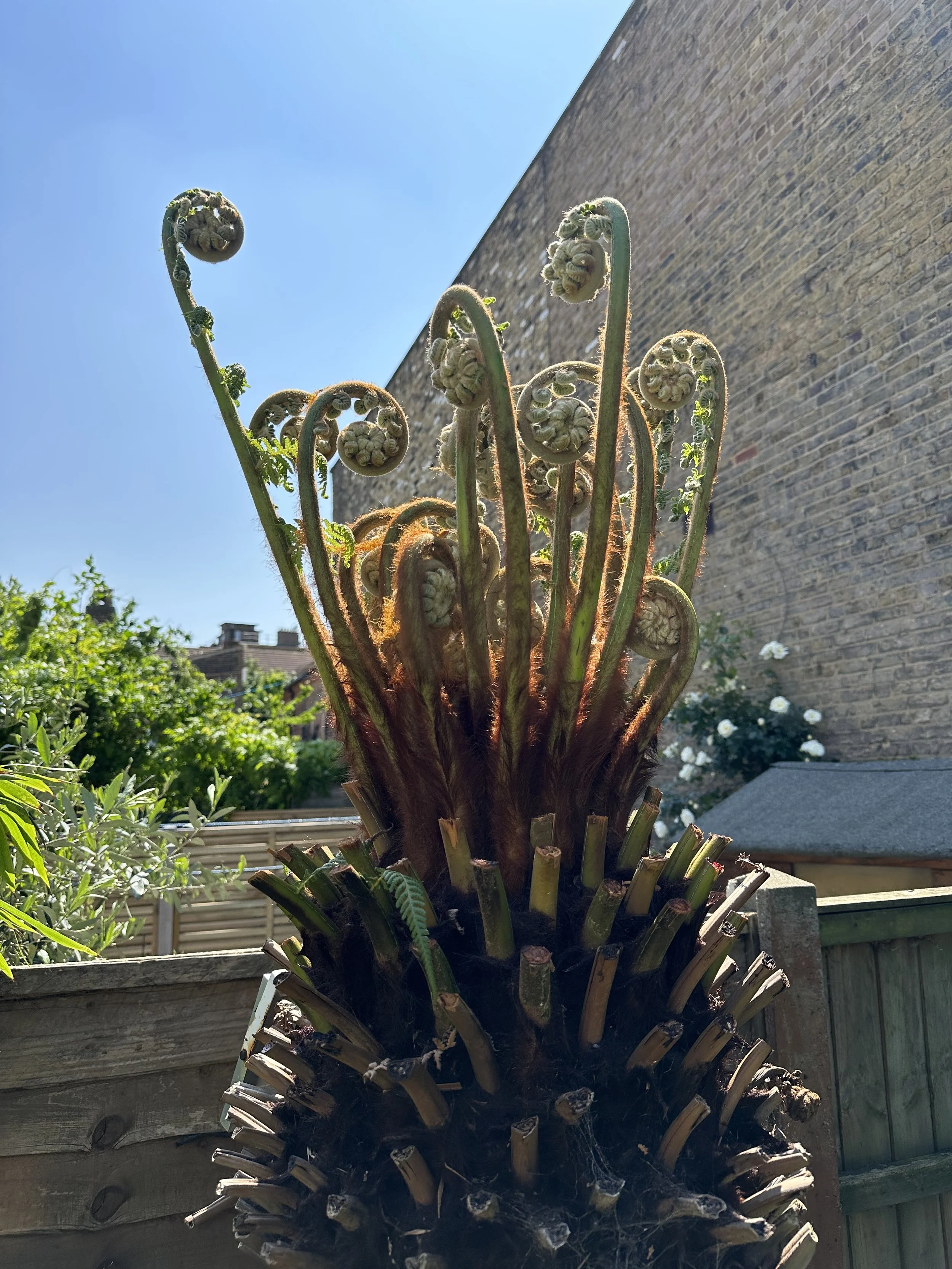 Growing and Caring for Tree Ferns: A Complete Guide — Meadowlark Journal