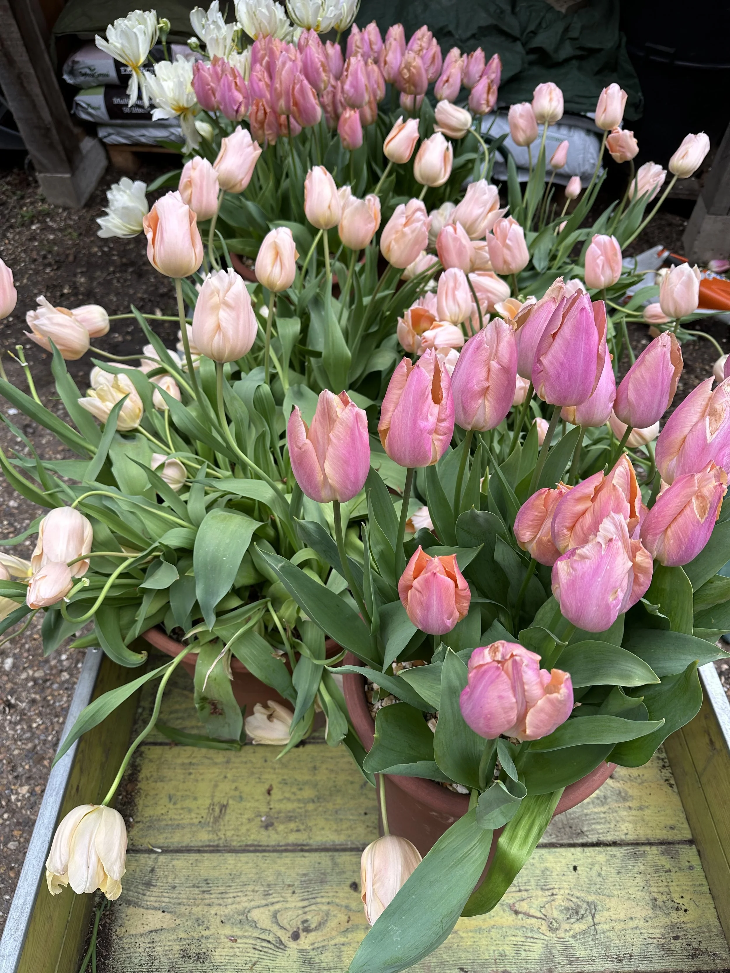 Easy Steps to Growing Bulbs in Pots — Meadowlark Journal
