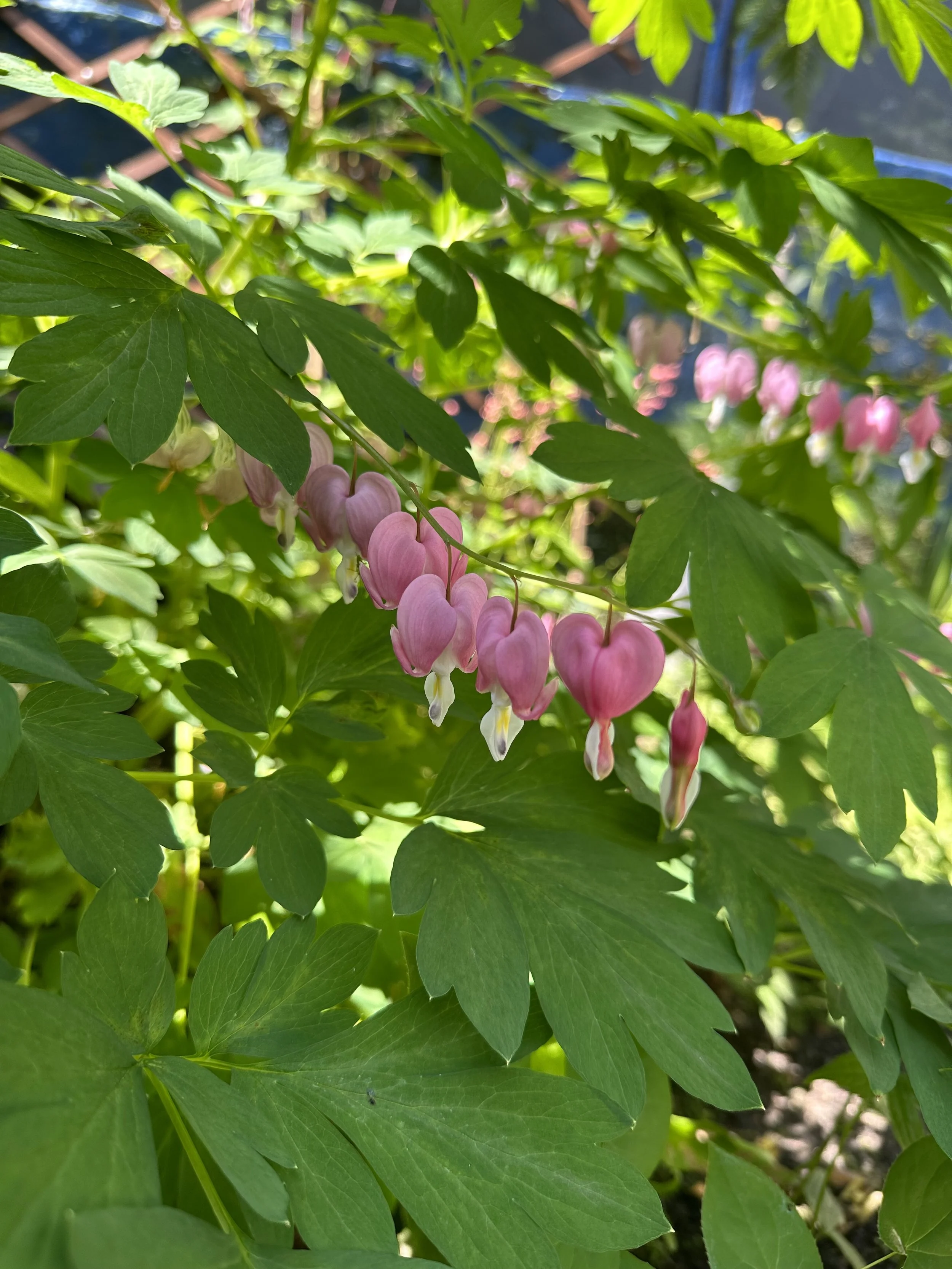 The Best Low Maintenance Shade Plants — Meadowlark Journal