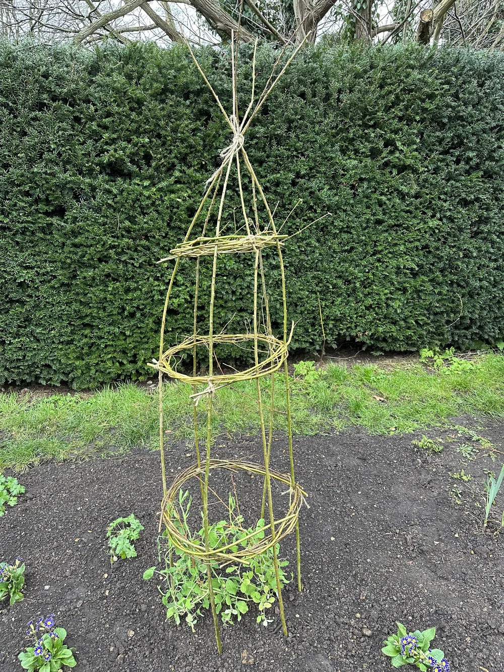 Creative Support Ideas for Thriving Sweet Peas — Meadowlark Journal