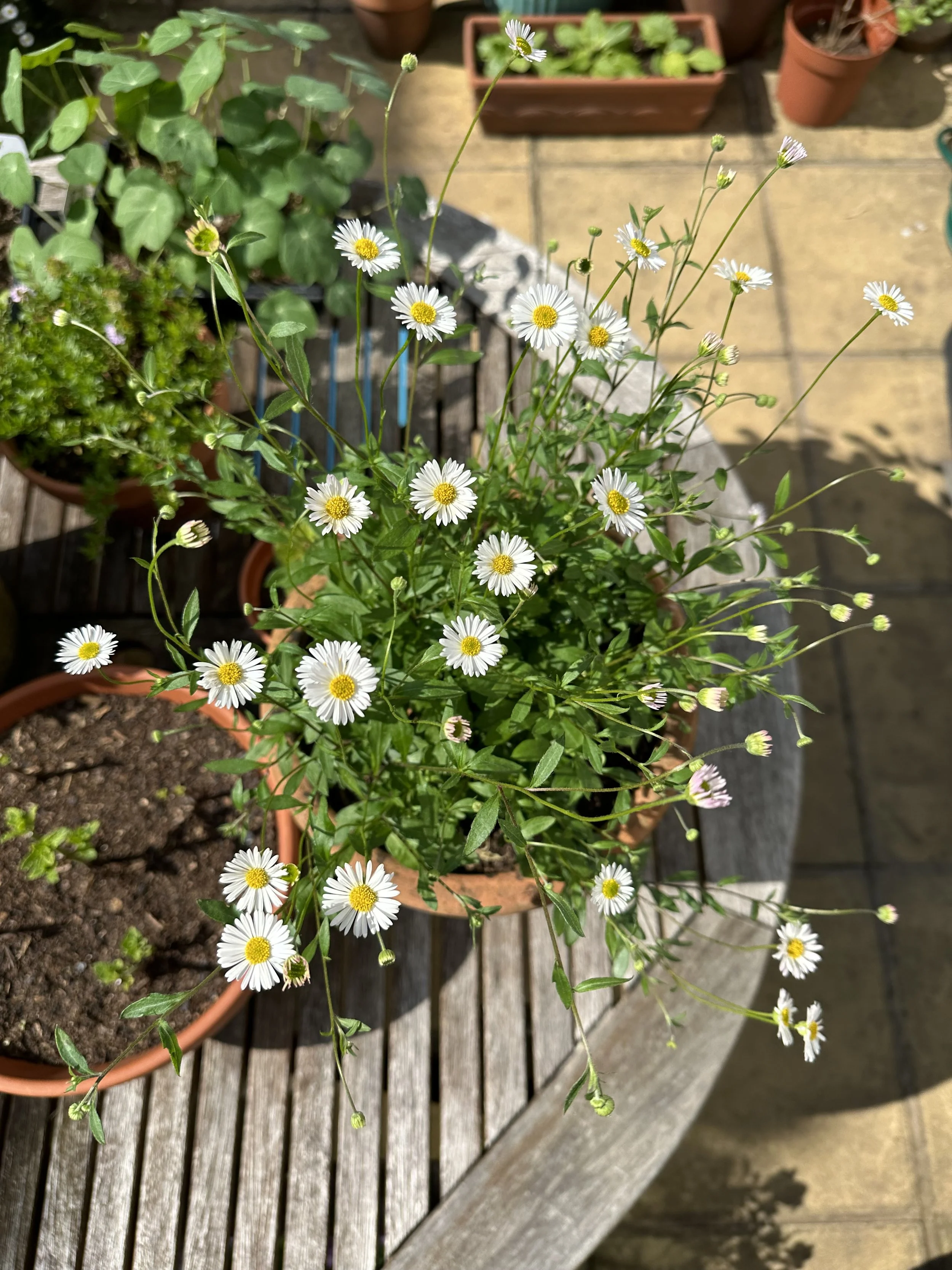Erigeron Karvinskianus: Growing Ground Cover for Pollinators ...