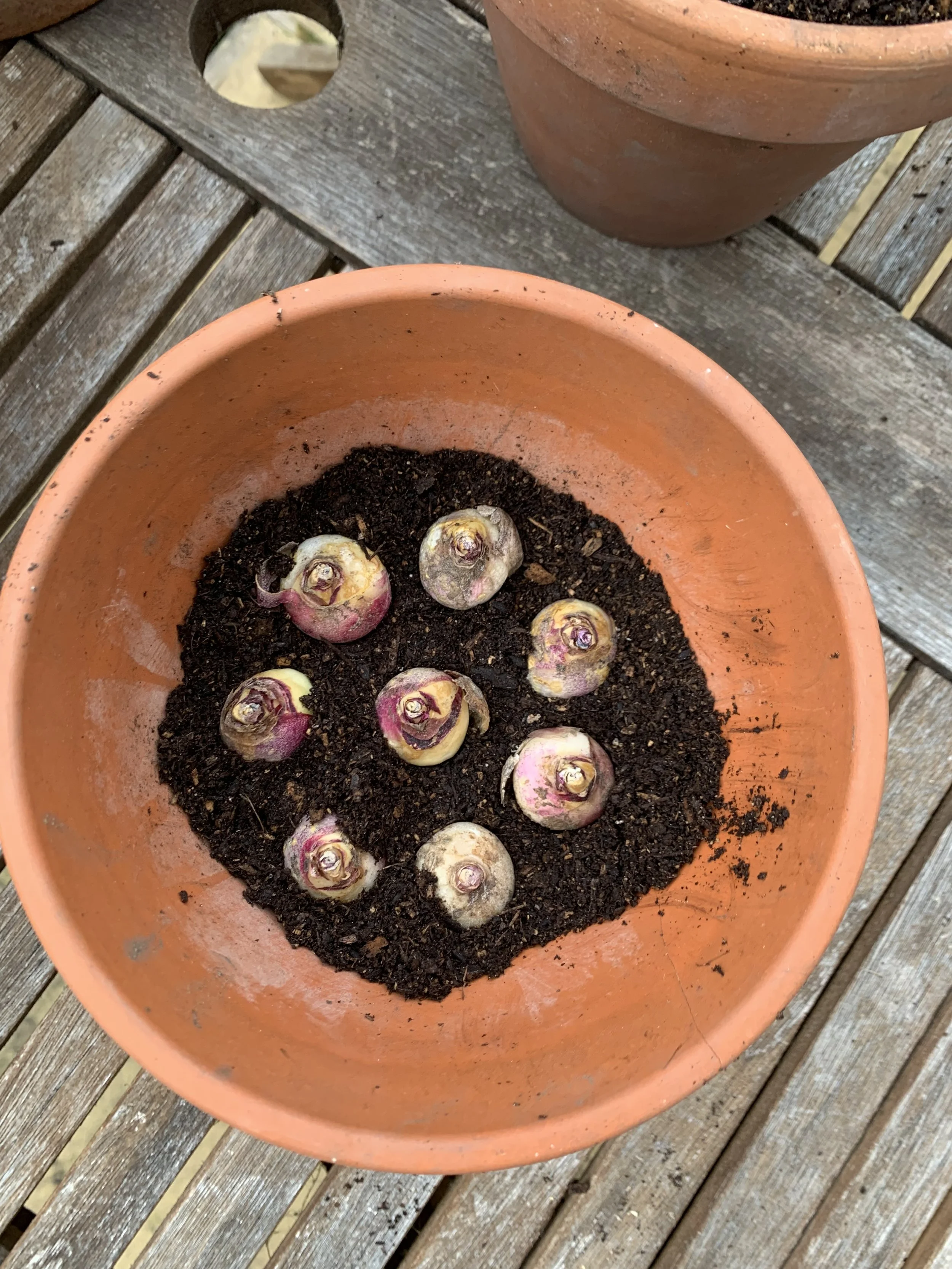 Easy Steps to Growing Bulbs in Pots — Meadowlark Journal