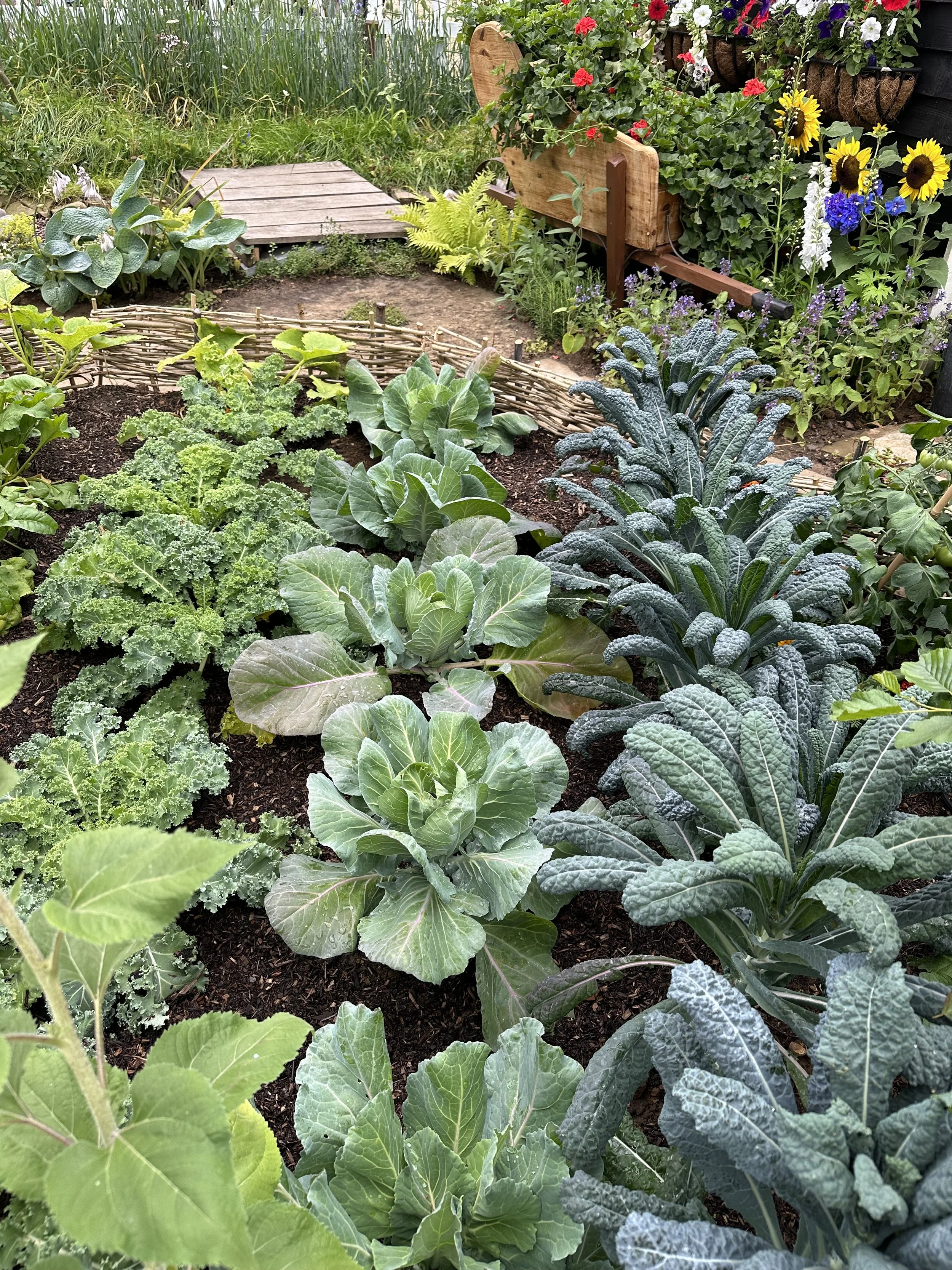 When to Harvest Kale — Meadowlark Journal