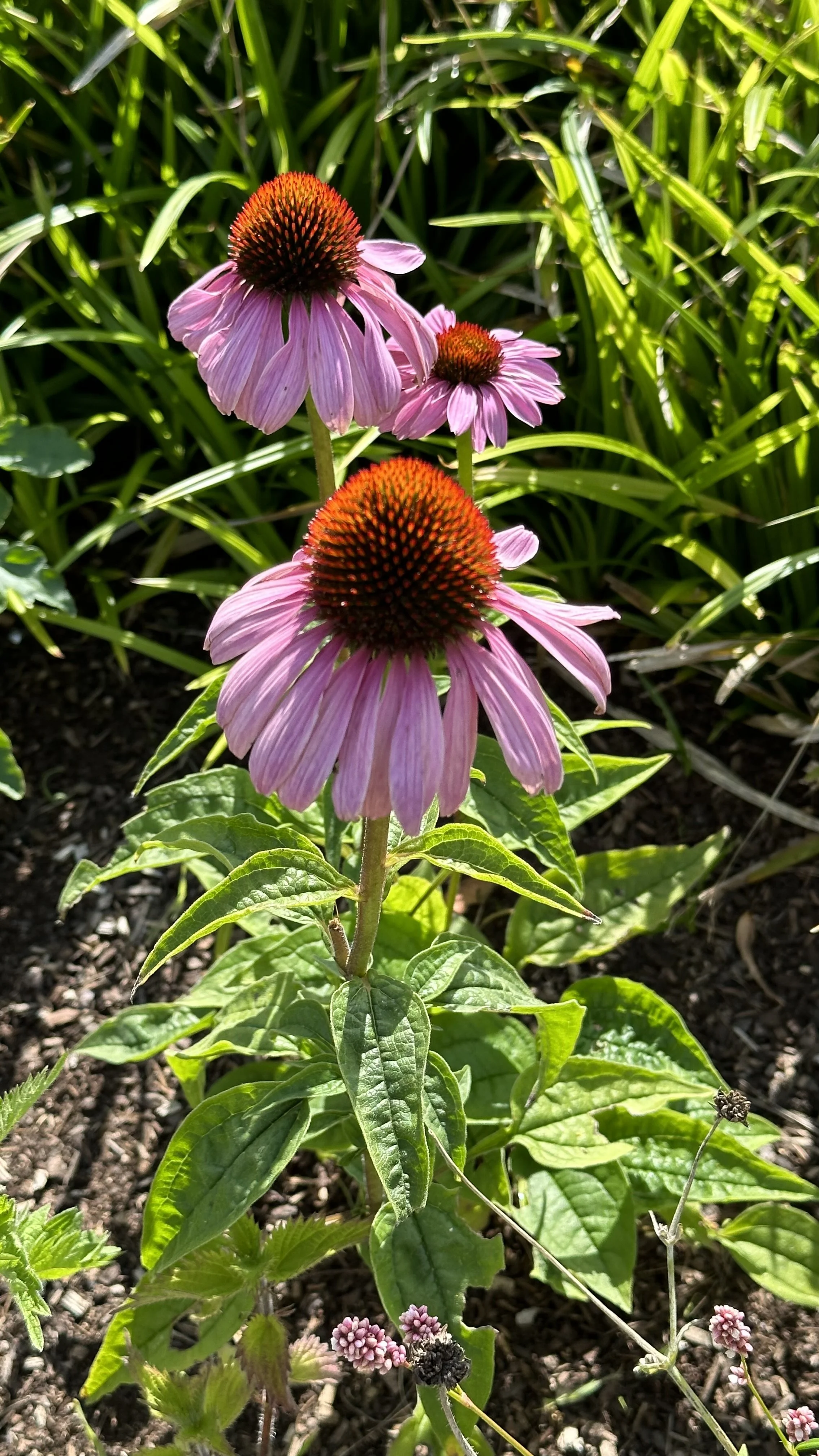 The Perfect Partners: Echinacea Companion Planting Guide — Meadowlark Journal