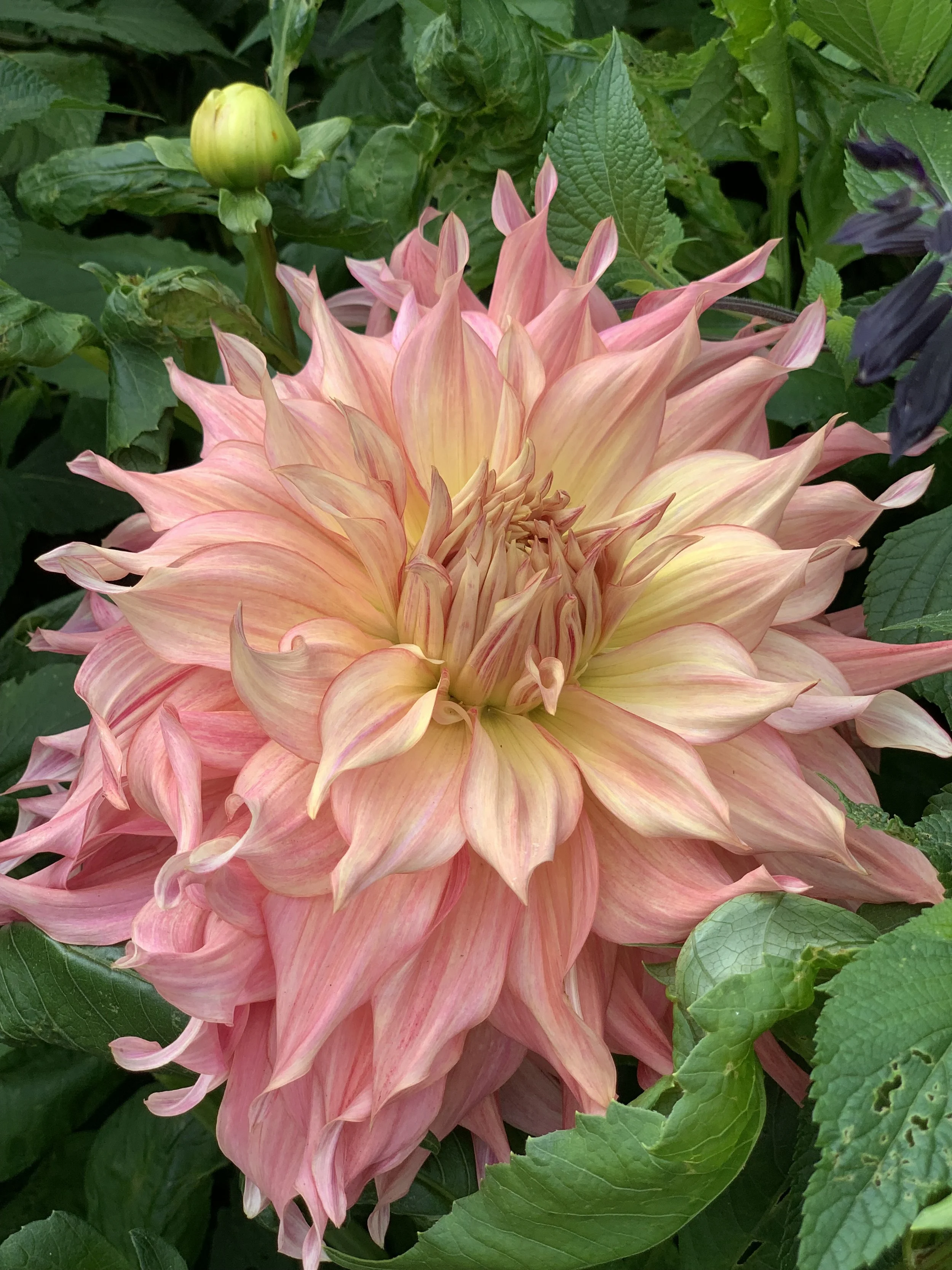 Planting Dahlia Tubers: A Comprehensive Guide — Meadowlark Journal