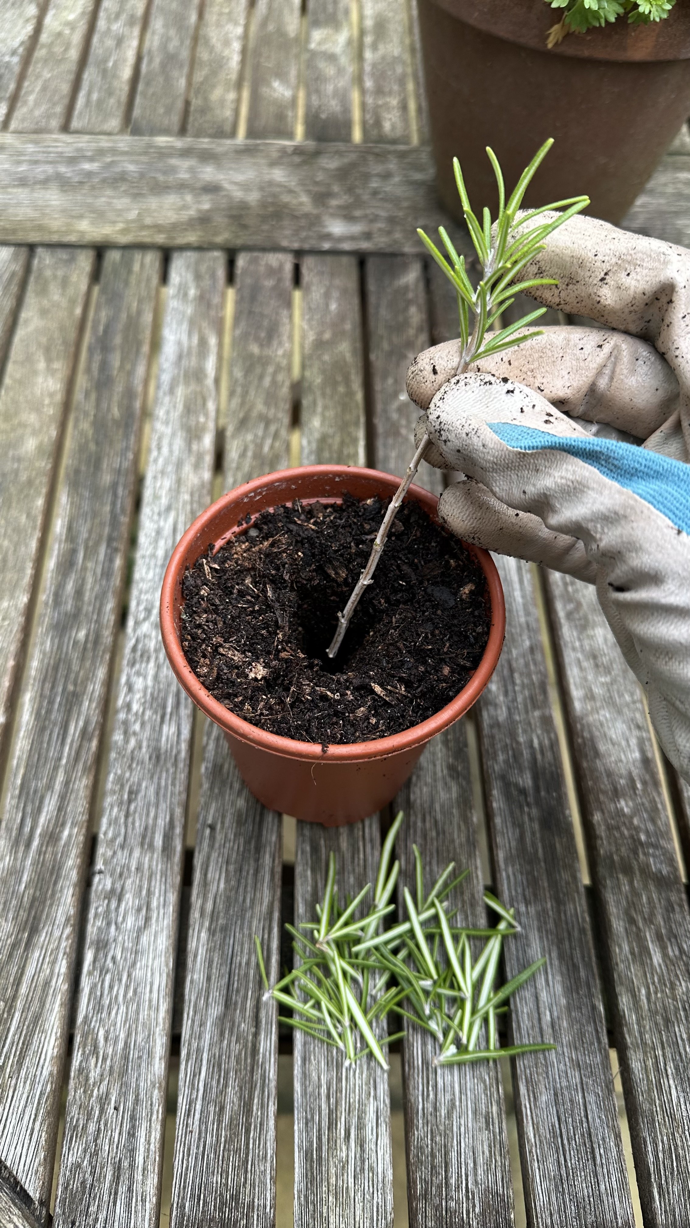 How to Propagate Rosemary: A Step-by-Step Guide — Meadowlark Journal