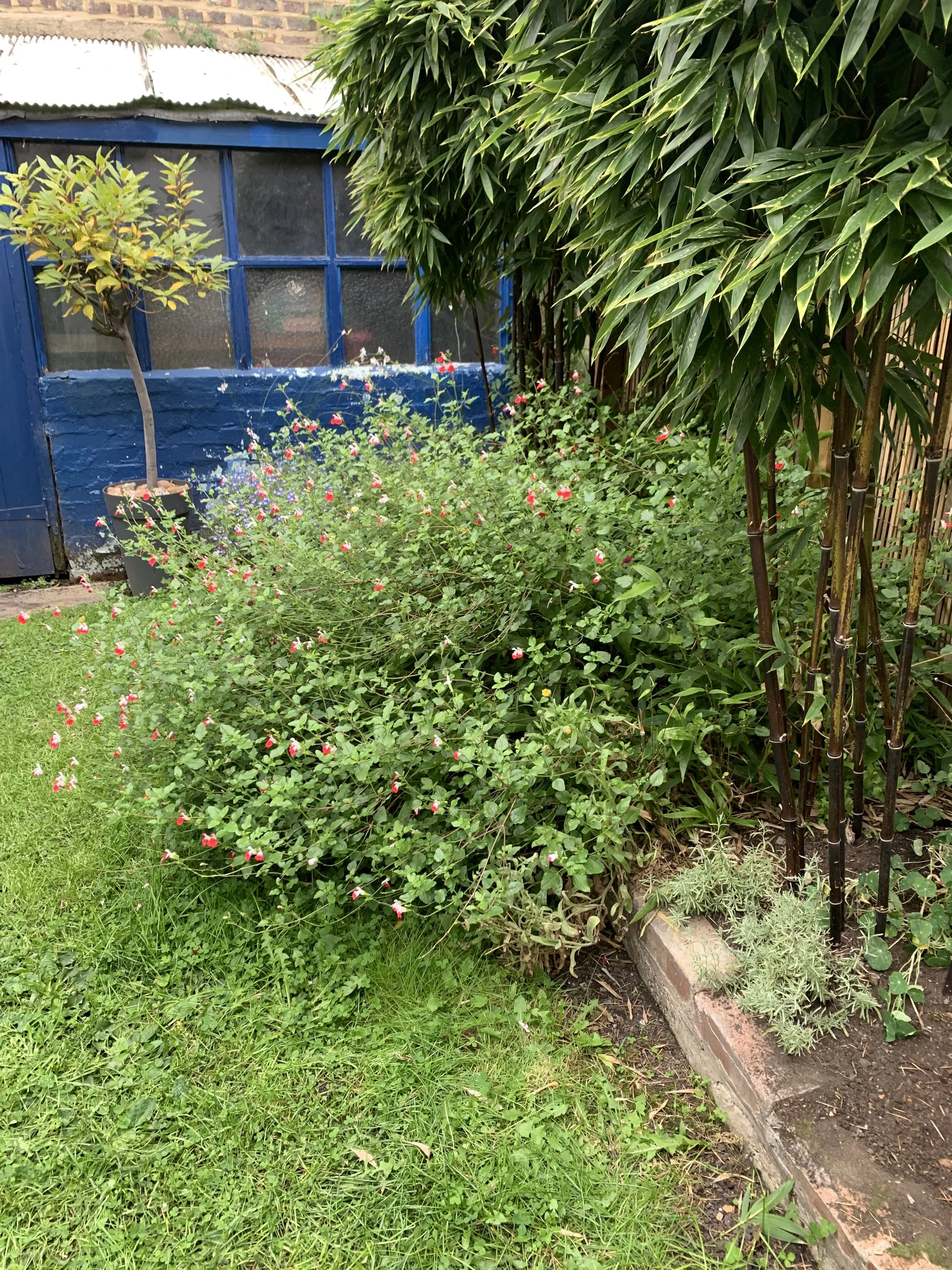 Pruning Salvias: How to Prune for Abundant Flowers — Meadowlark Journal