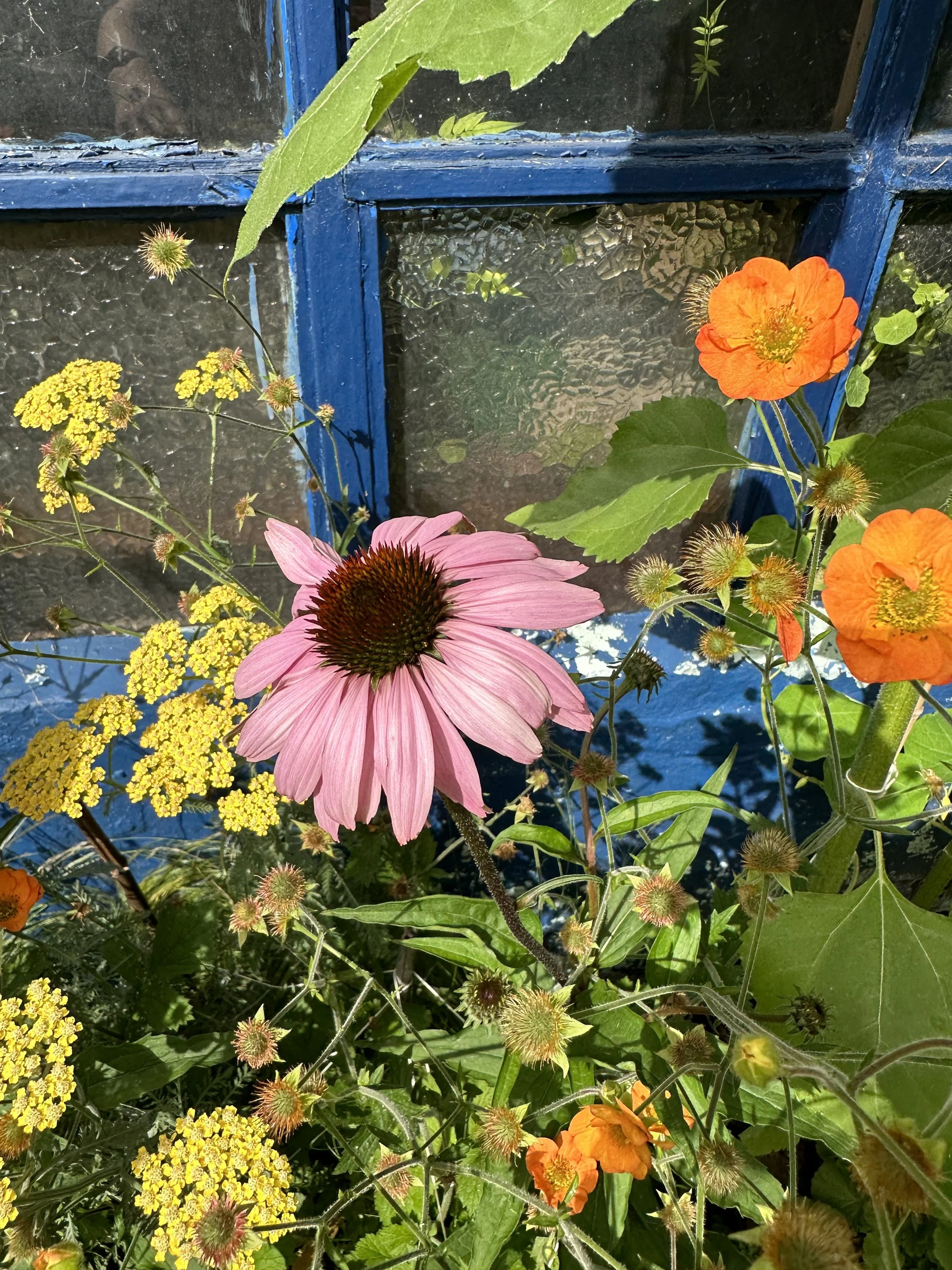 The Perfect Partners: Echinacea Companion Planting Guide — Meadowlark ...