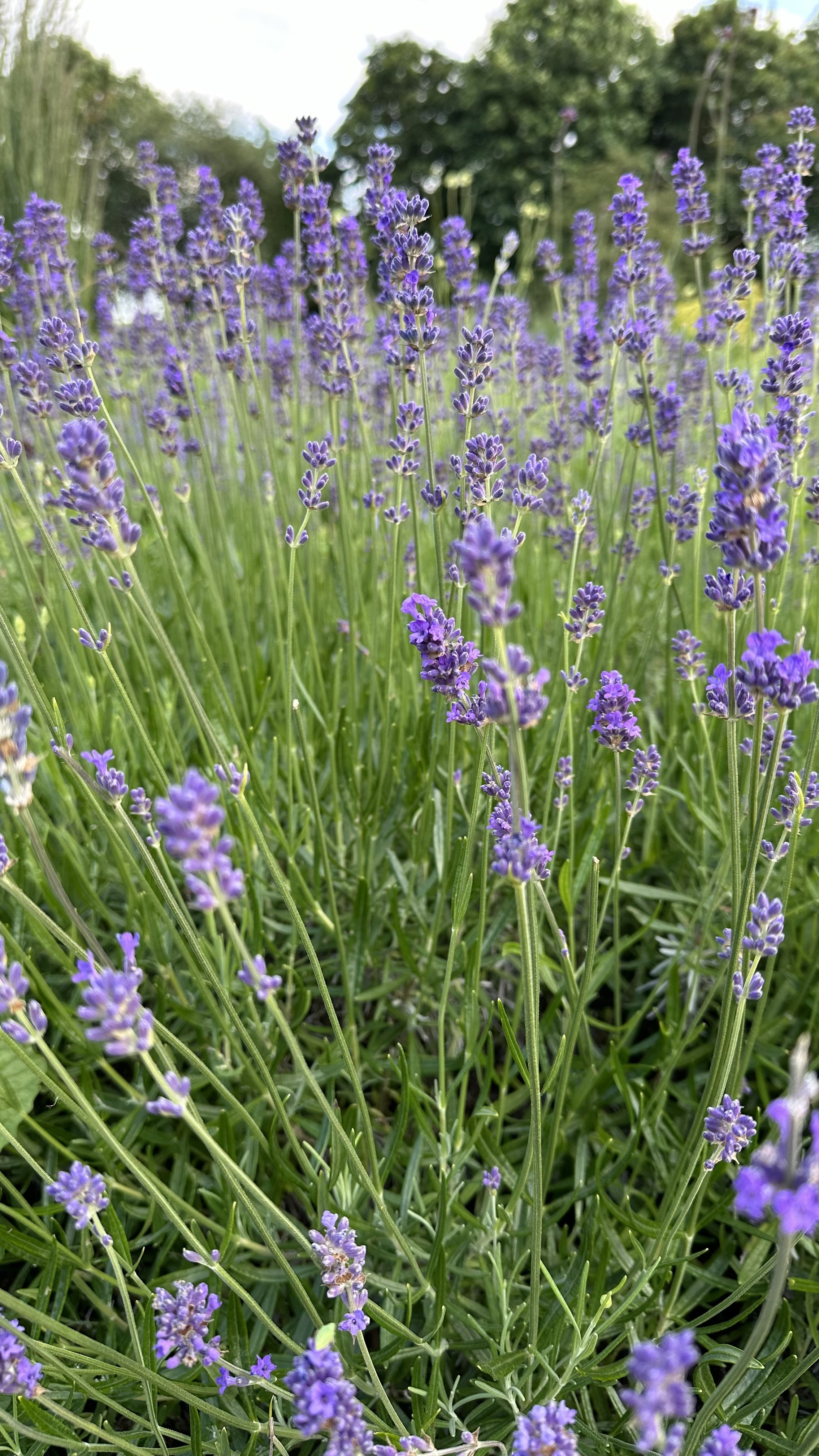 Lavender Companion Plants: Enhancing Your Herb Garden — Meadowlark Journal