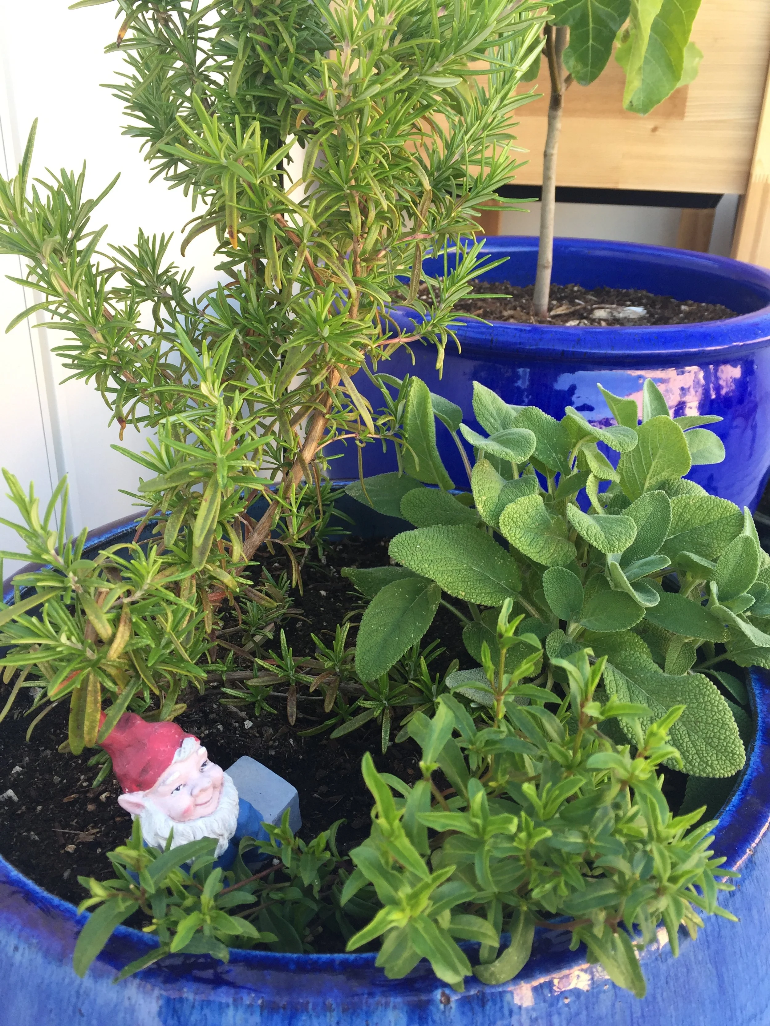 Exciting Companion Plants For Rosemary Images