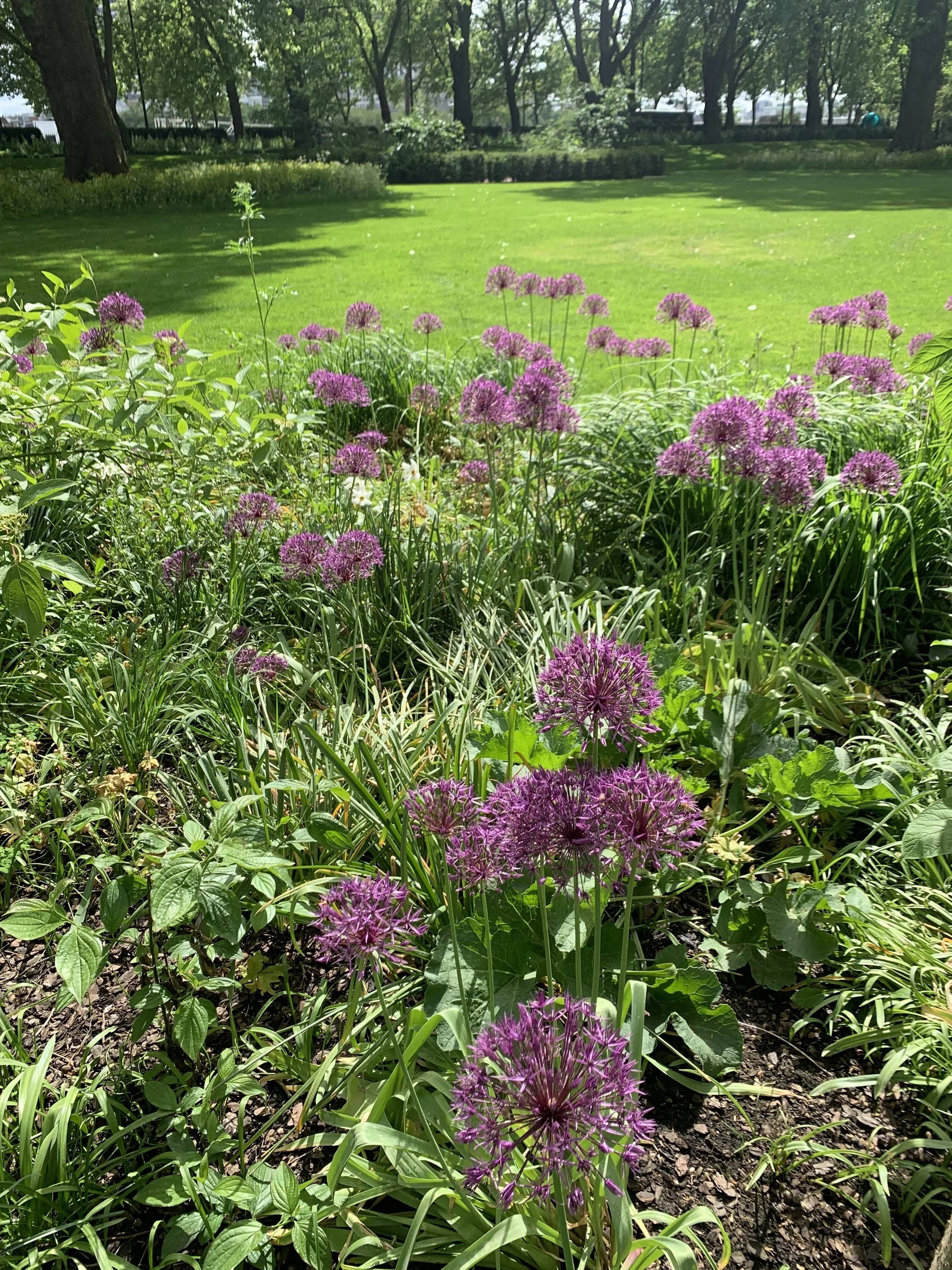 Secrets to Successfully Planting Allium Bulbs — Meadowlark Journal