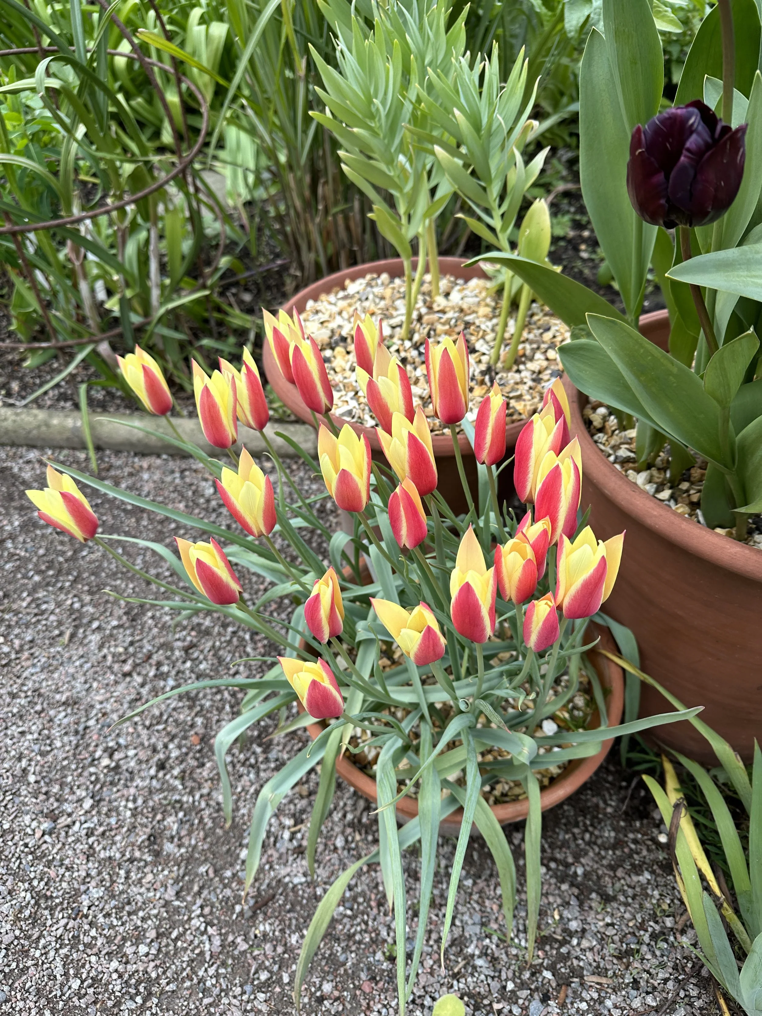 Easy Steps to Growing Bulbs in Pots — Meadowlark Journal