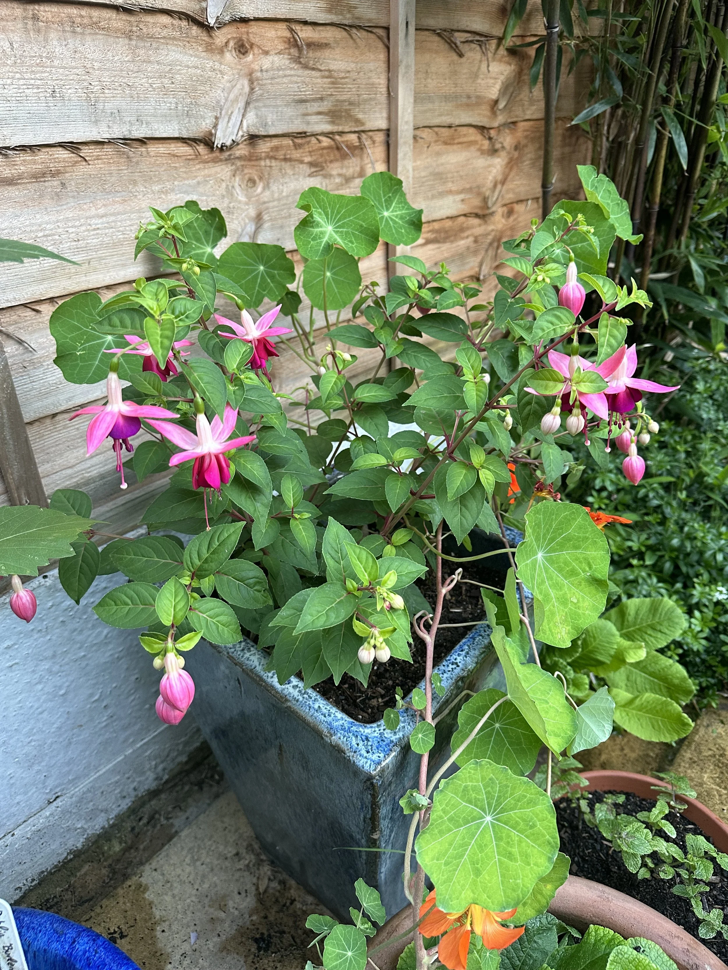 How to Take Fuchsia Cuttings — Meadowlark Journal