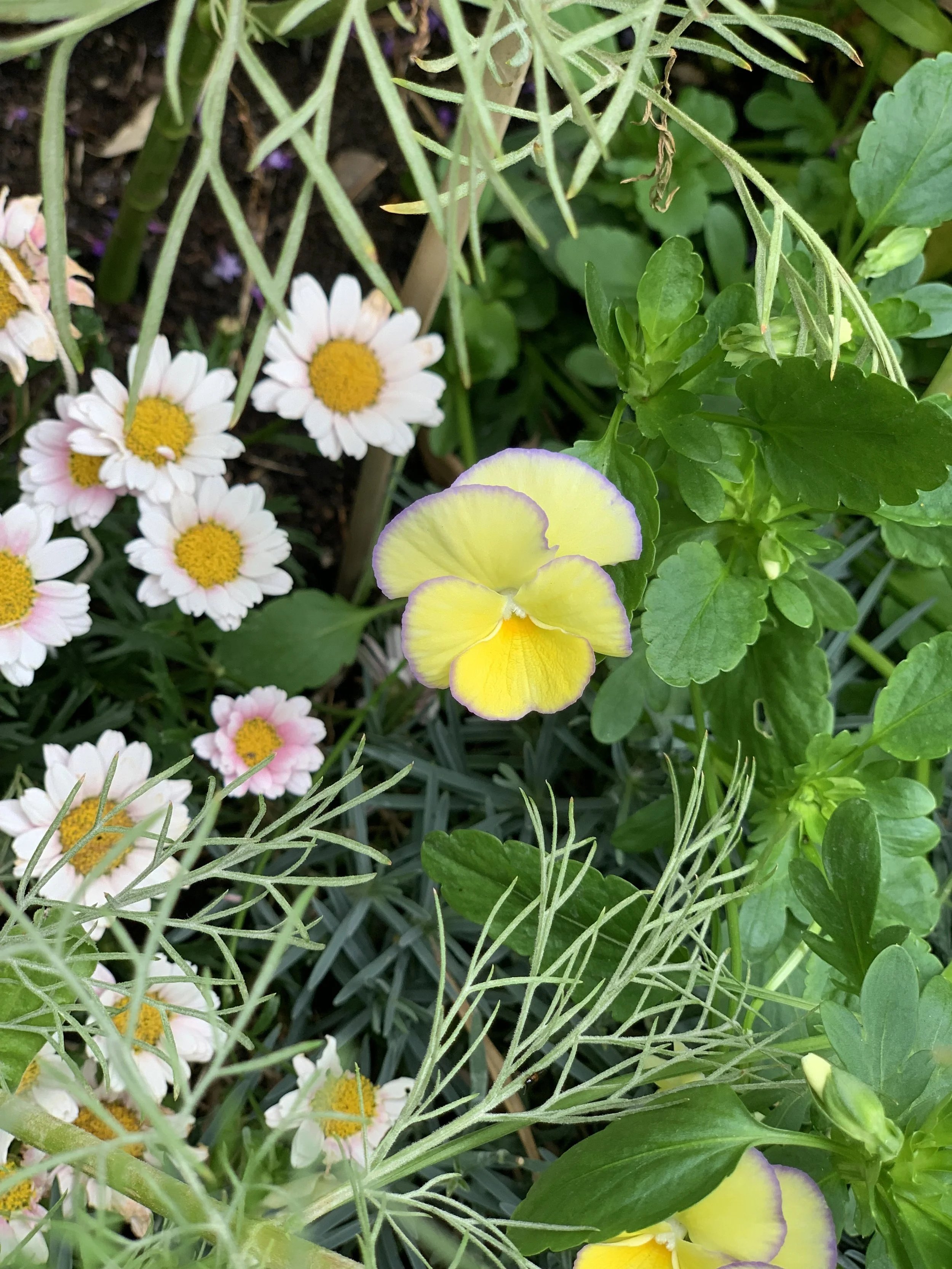 What to Plant in March — Meadowlark Journal