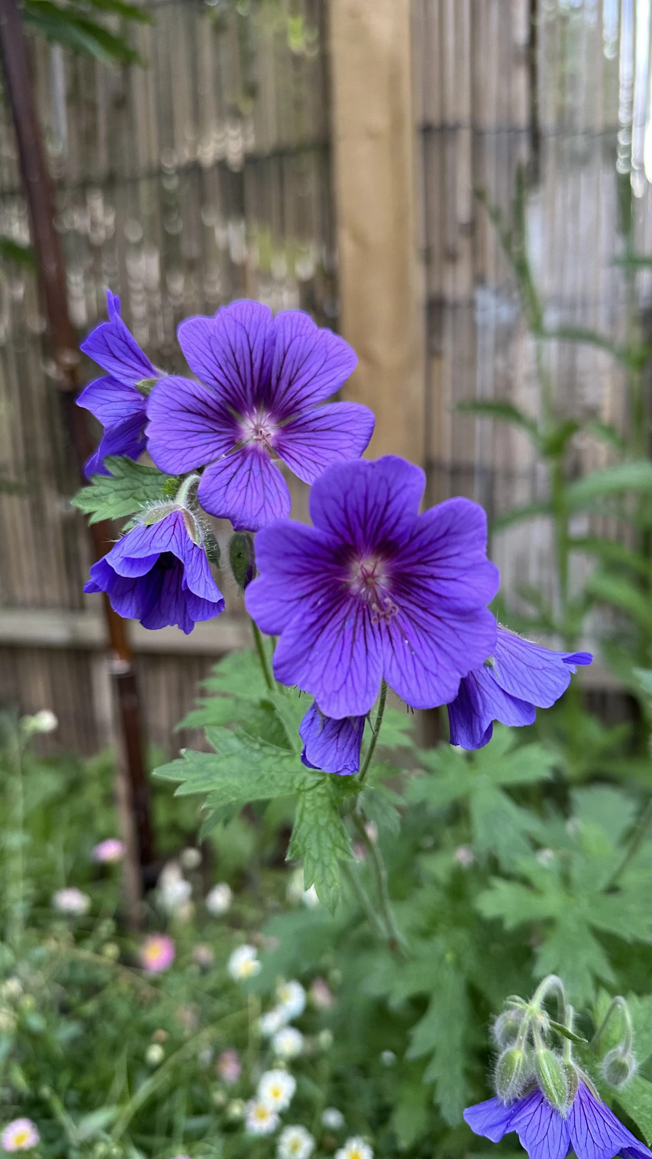 Lavender Companion Plants: Enhancing Your Herb Garden — Meadowlark Journal
