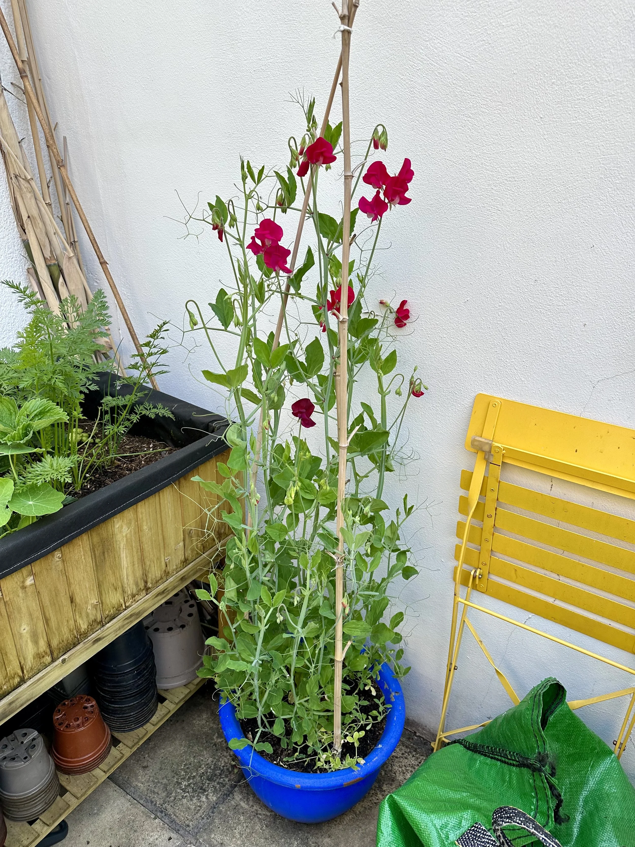 Creative Support Ideas for Thriving Sweet Peas — Meadowlark Journal