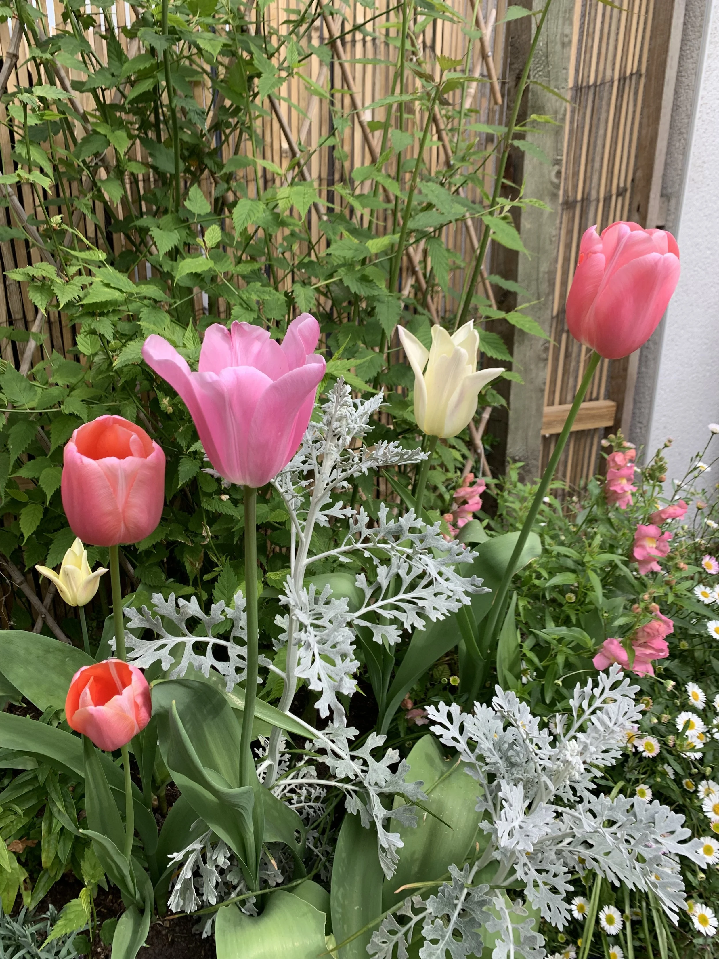 How Long Do Tulips Bloom? — Meadowlark Journal