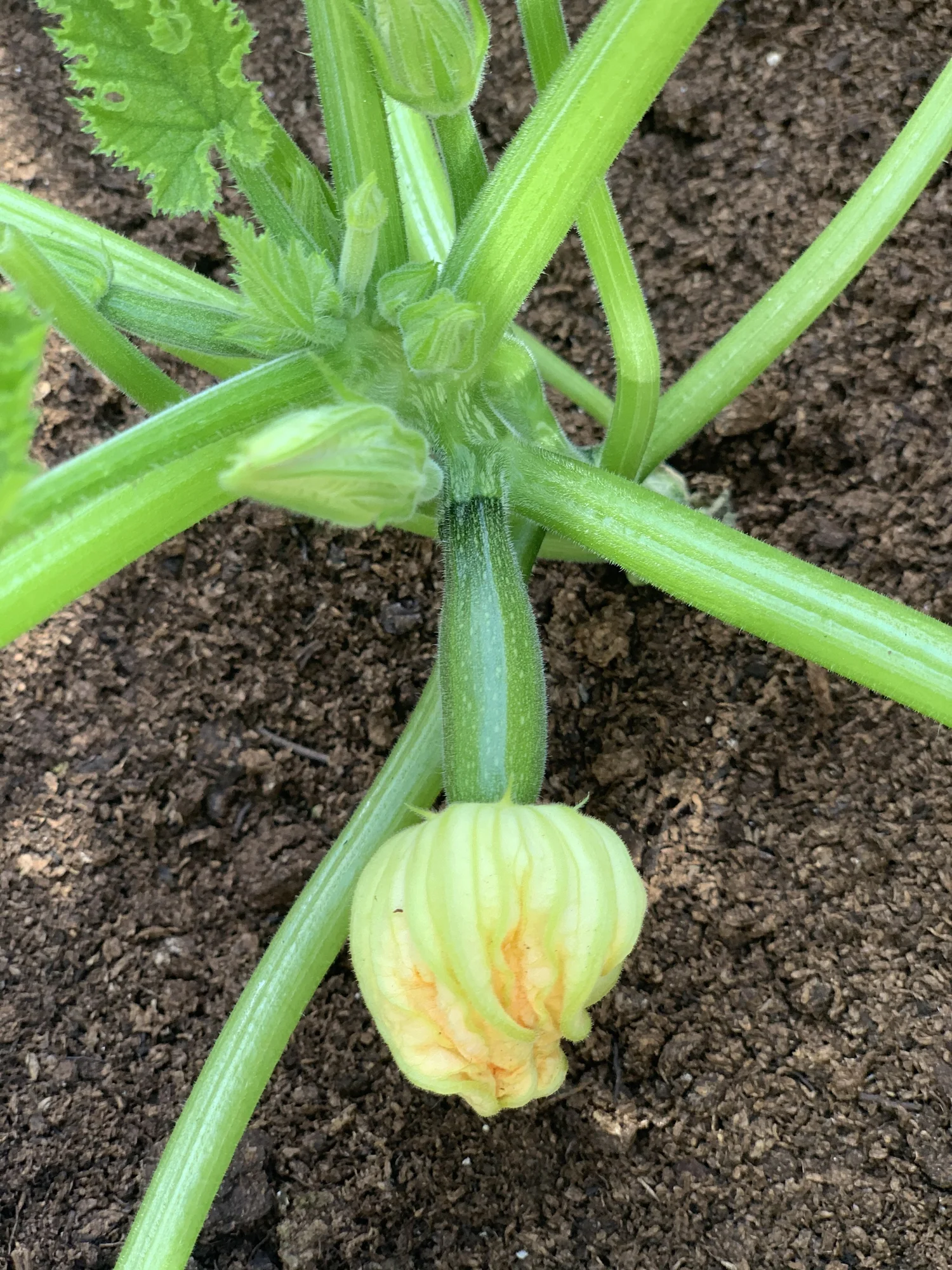 Maximize Your Zucchini Harvest: Companion Planting Guide — Meadowlark ...
