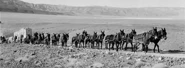 20 Mule Team ride page — Quicksilver endurance riders