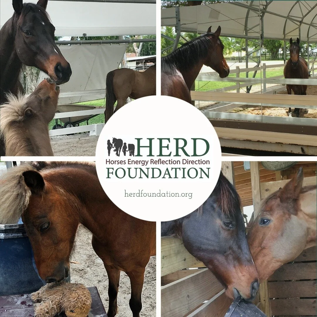 HERD Foundation