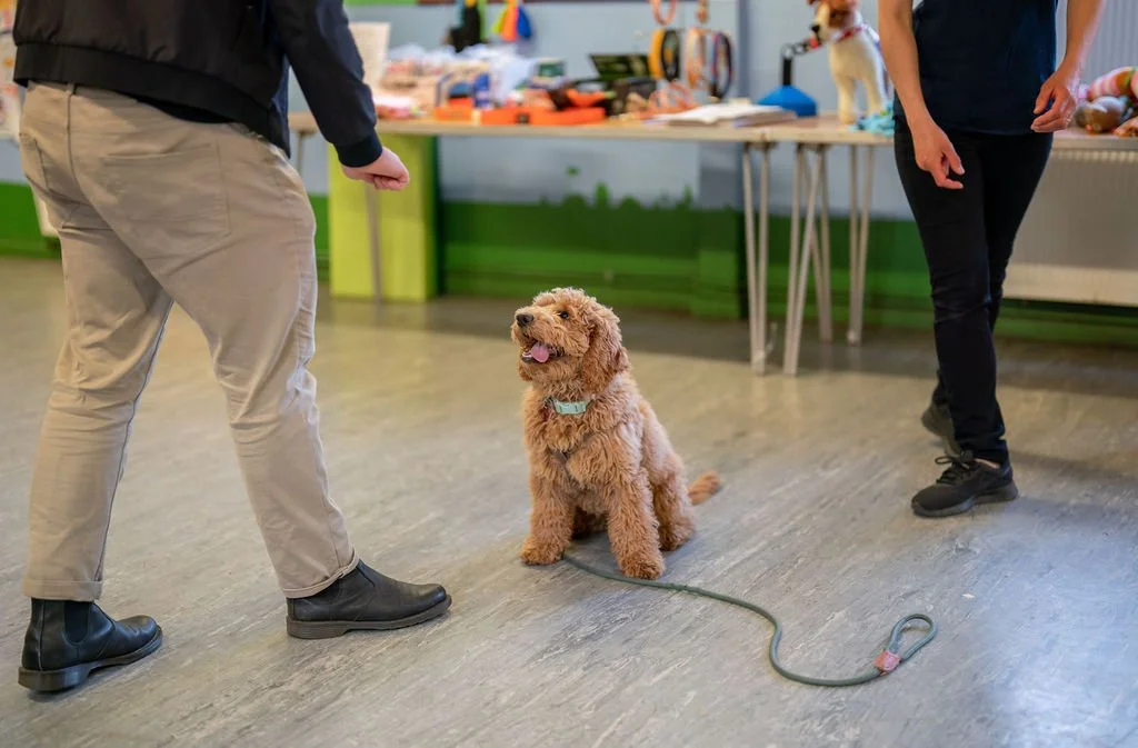 Puppy School — Happy Go Puppy - Dog and Puppy Training and Behaviour
