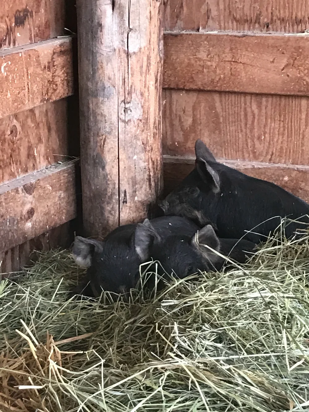 The Four Little Pigs — Mystic Hills Farmstead