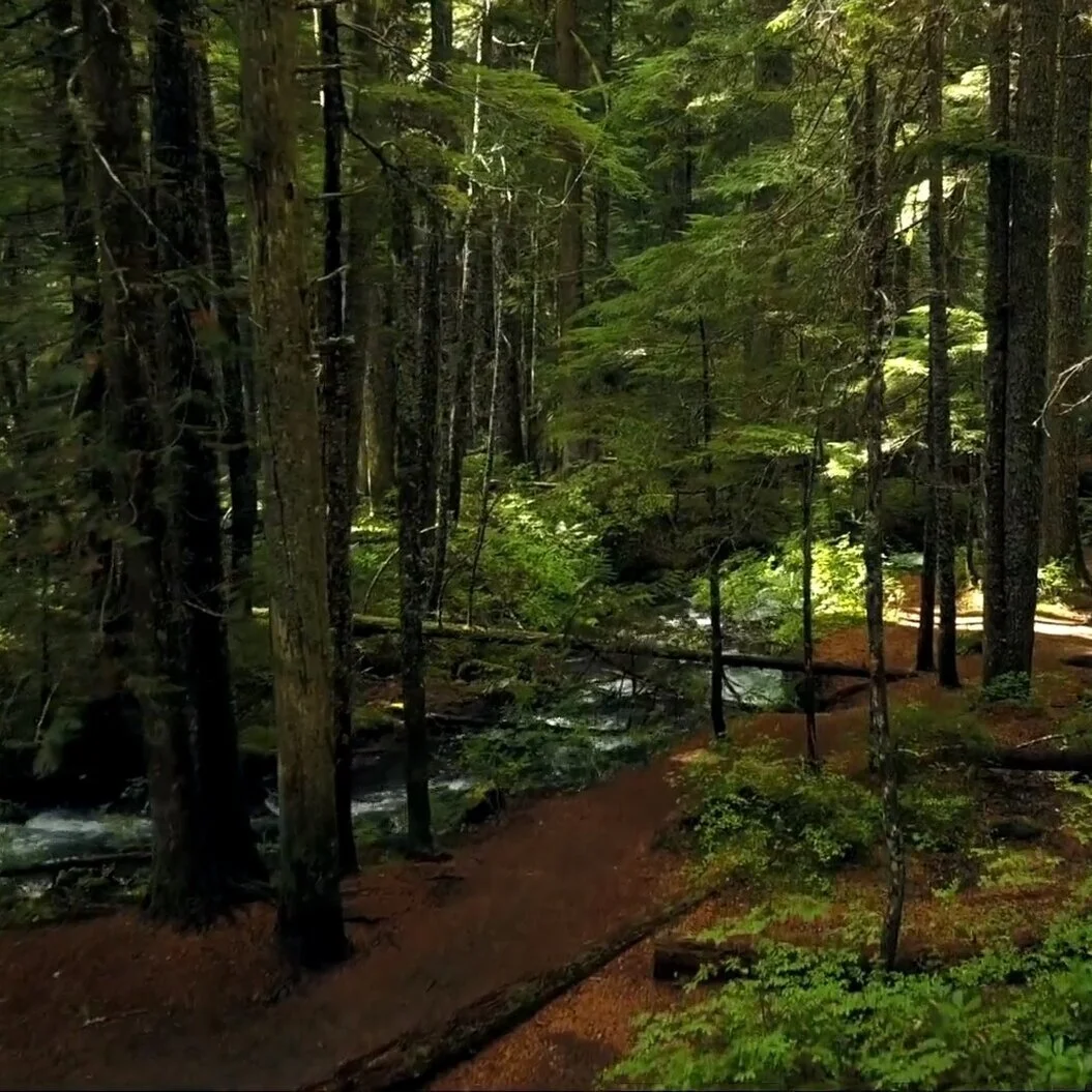 Red Bear Brewing Co.