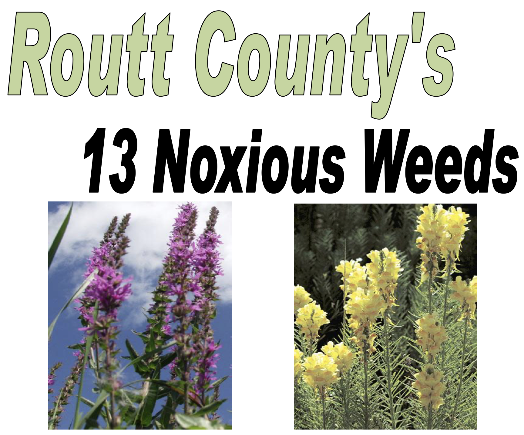 Noxious Weeds — Keep Routt Wild